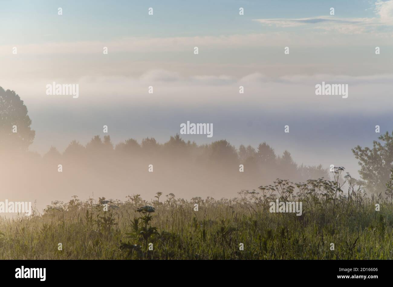 early in the morning, at dawn. Thick mystical fog over a green forest ...