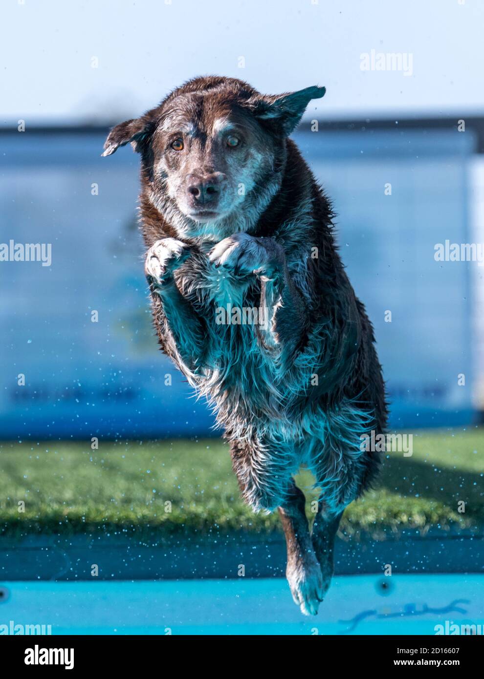 Black lab jumping into water hi-res stock photography and images - Alamy