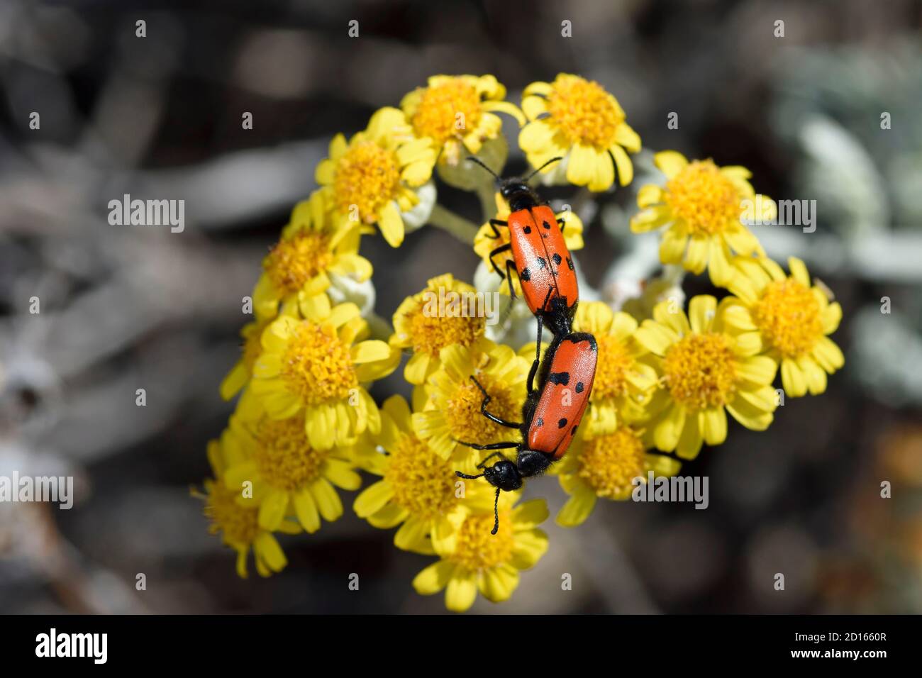 Adult on all fours hi-res stock photography and images - Alamy