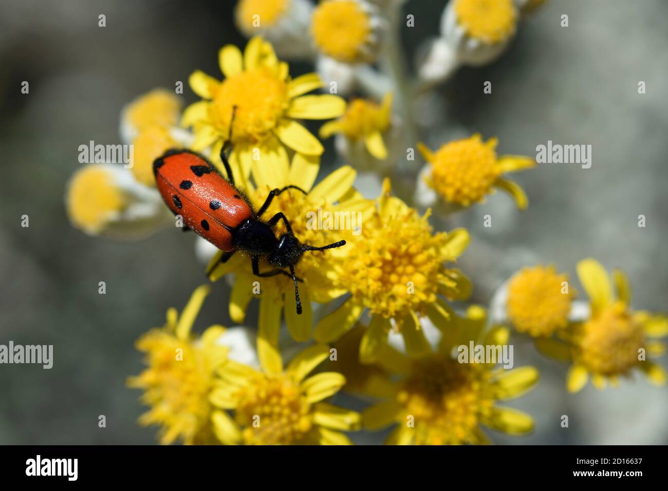 Adult On All Fours High Resolution Stock Photography and Images - Alamy