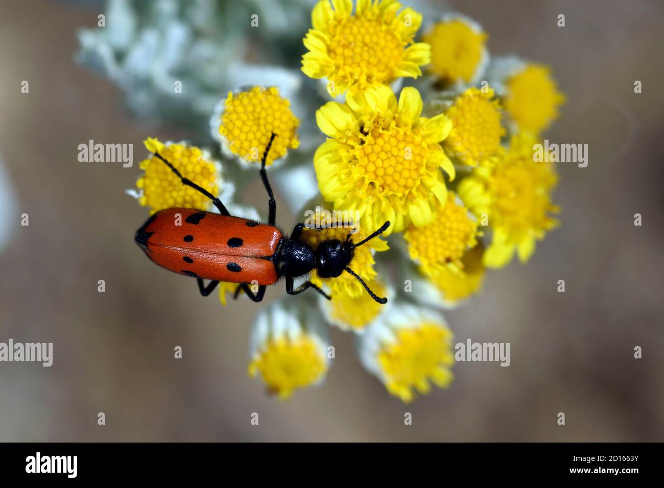 France, Var, Six Fours les Plages, Cap Negre, Mylabris quadripunctata ...
