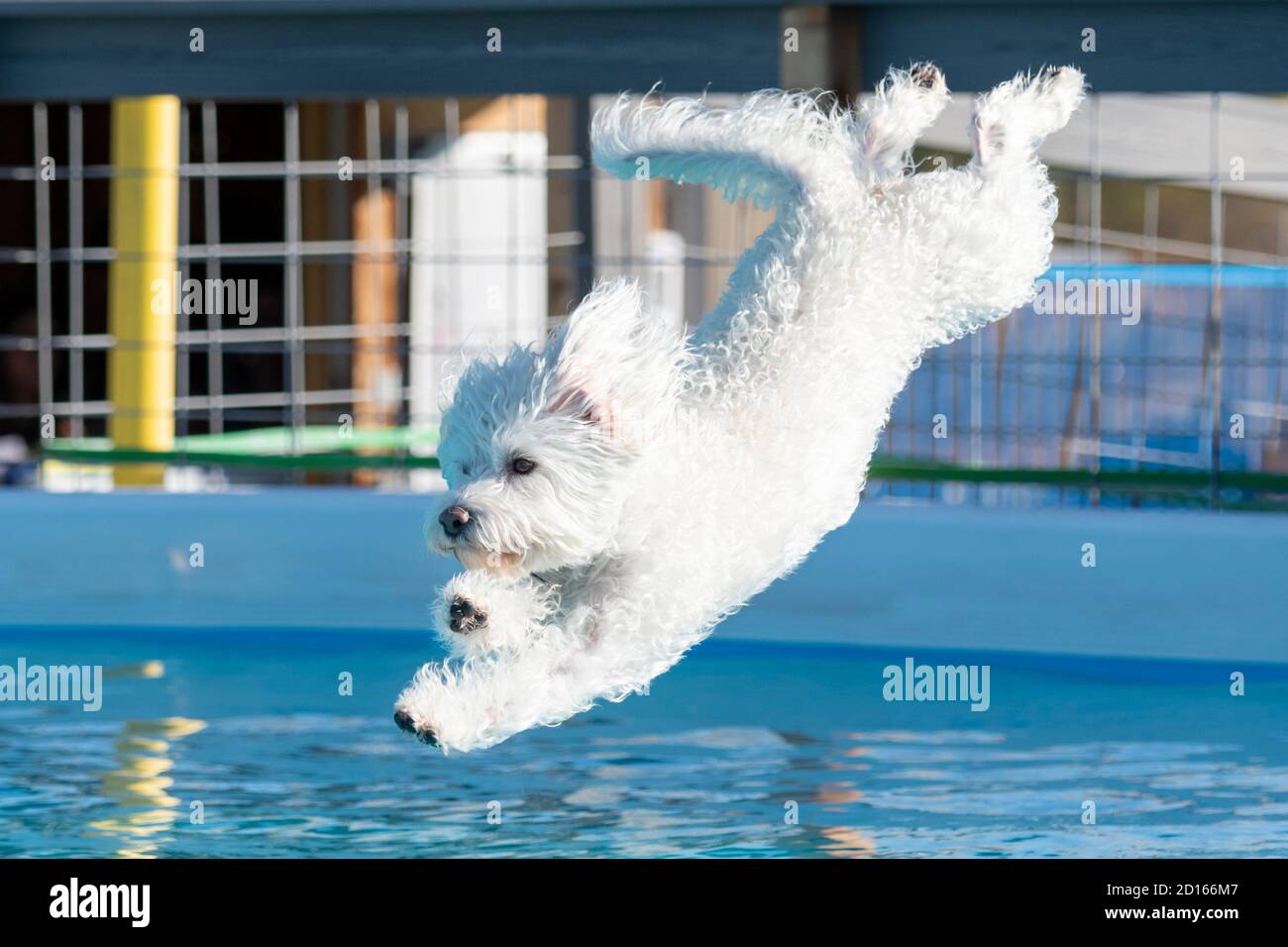 Dog Diving Into A Pool