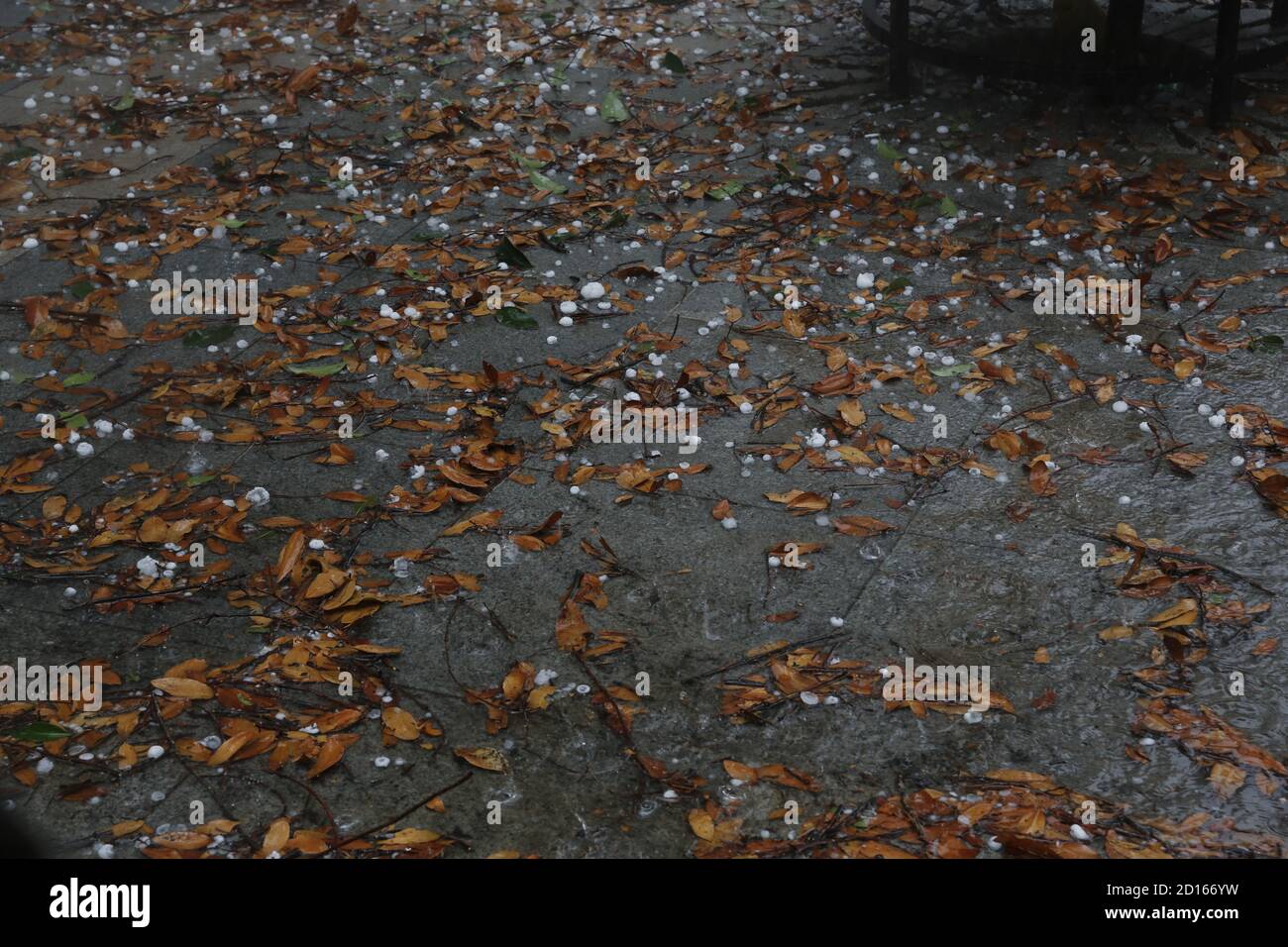 Leaves falling to the ground on a rainy day Stock Photo - Alamy