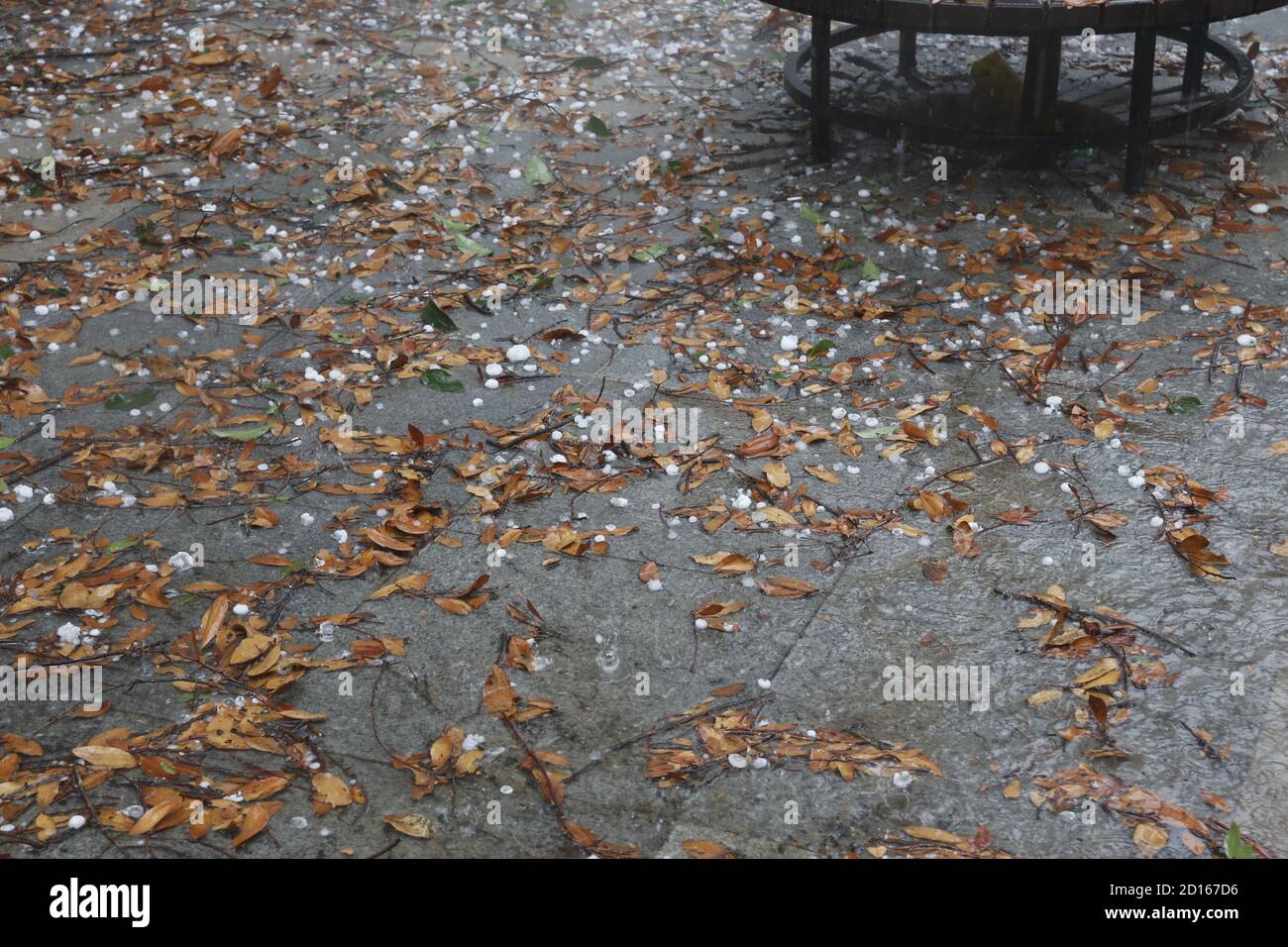 Leaves falling to the ground on a rainy day Stock Photo - Alamy