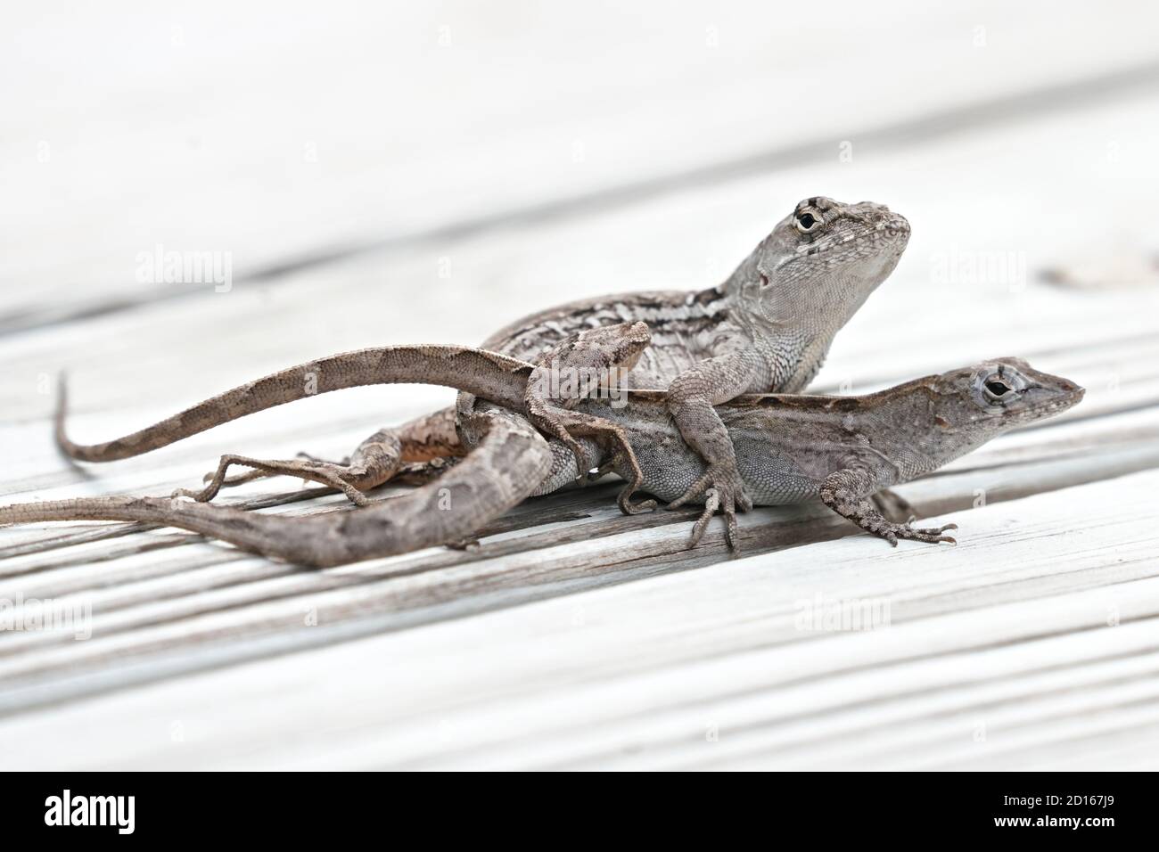 Florida scrub lizard sceloporus woodi hi-res stock photography and ... Florida scrub lizard sceloporus woodi hi-res stock photography and ...