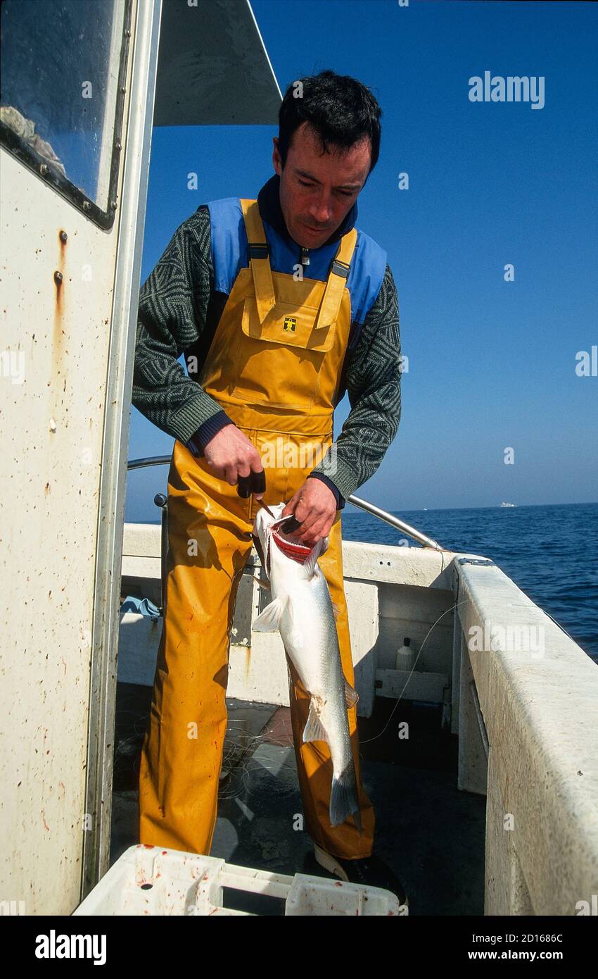 France, Finist?re, Ile de Sein, Paul-Yves Milliner, sea bass fisherman ...
