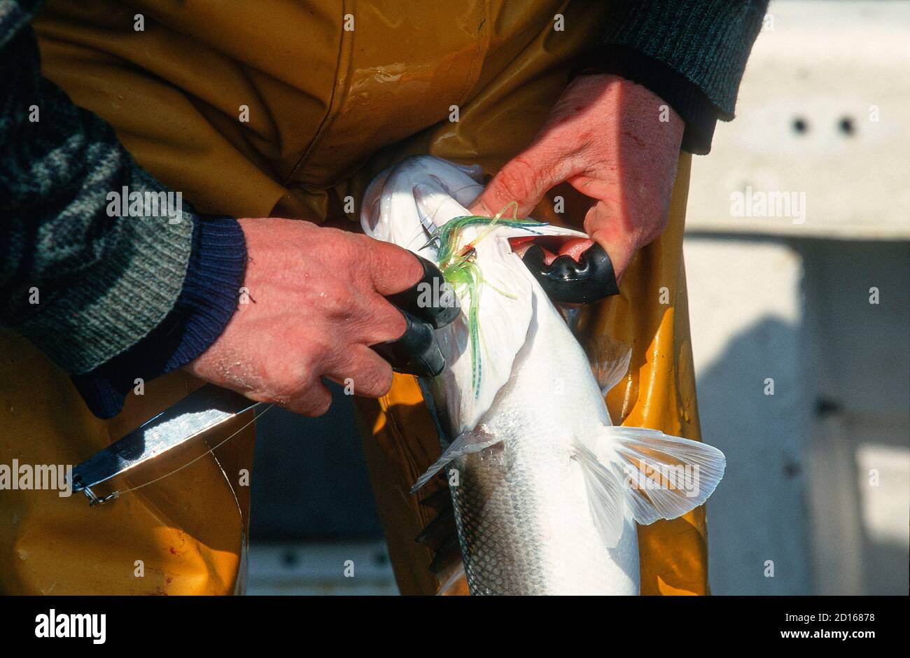 France, Finist?re, Ile de Sein, Paul-Yves Milliner, sea bass fisherman ...