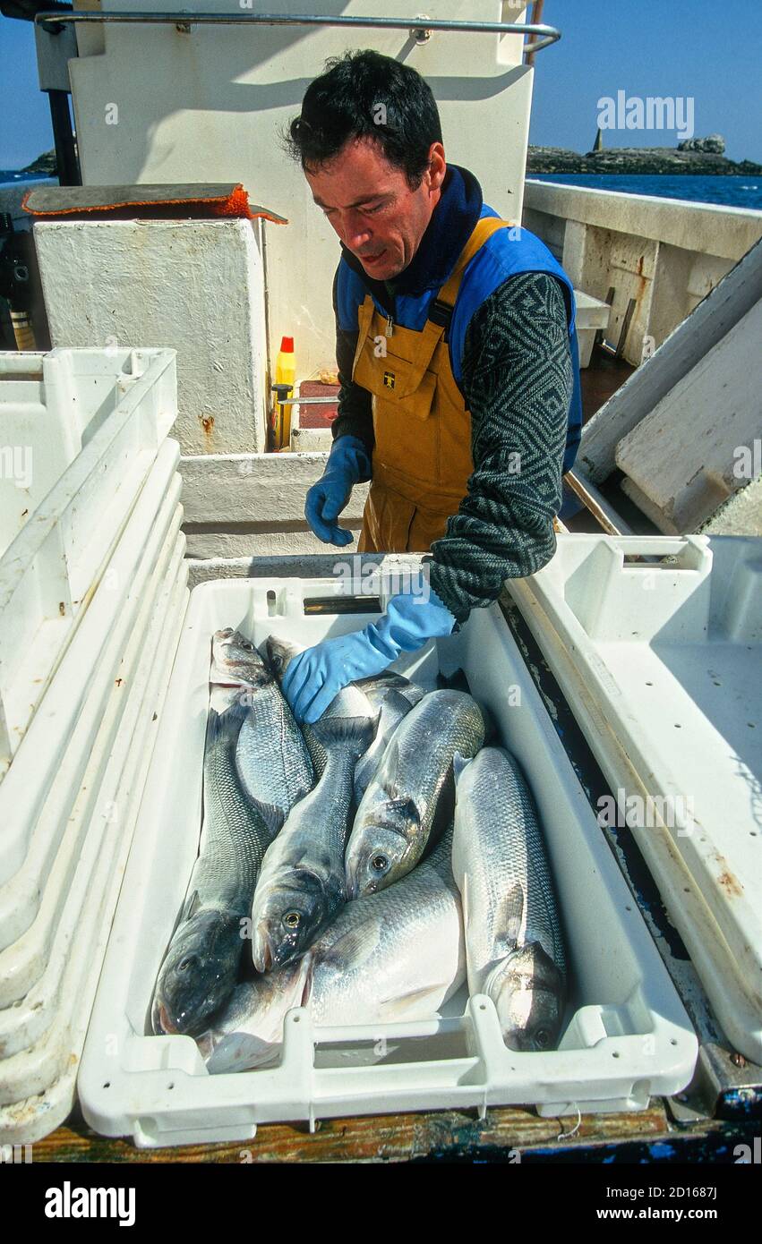 France, Finist?re, Ile de Sein, Paul-Yves Milliner, sea bass fisherman ...