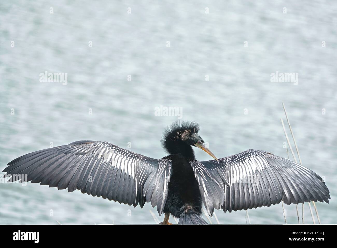 Anhinga drying feathers hi-res stock photography and images - Alamy