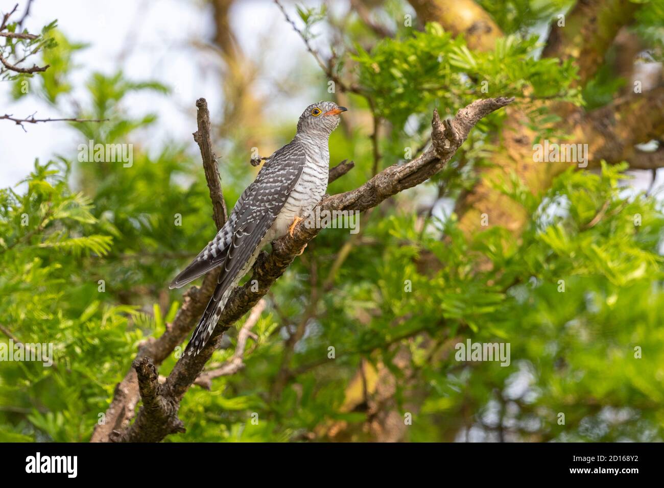 Uganda, Ishasha in the southwest sector of Queen Elizabeth National ...