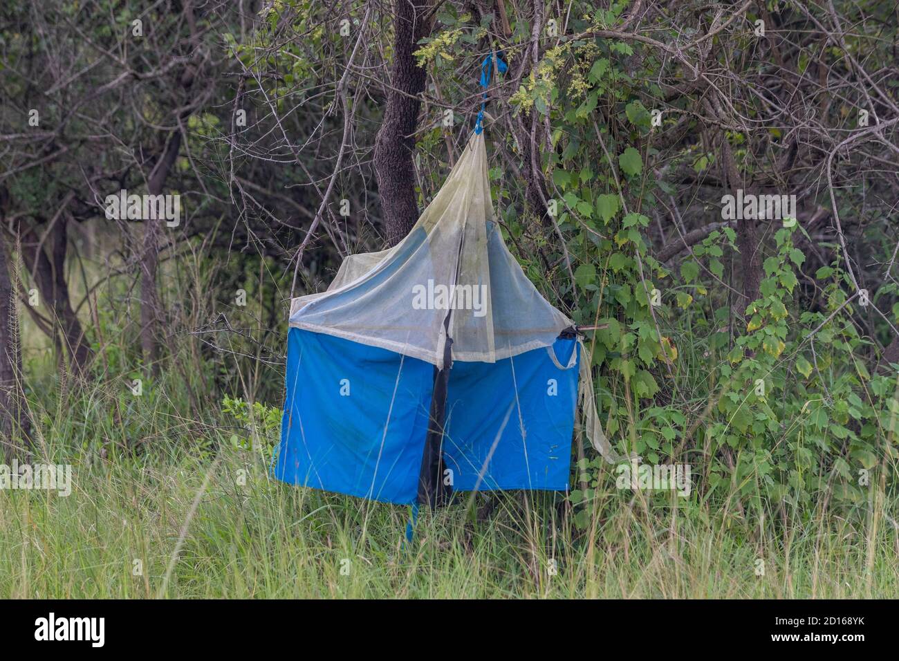 Uganda, Lake Mburo National Park, Tsetse fly trap, blue color attracts ...