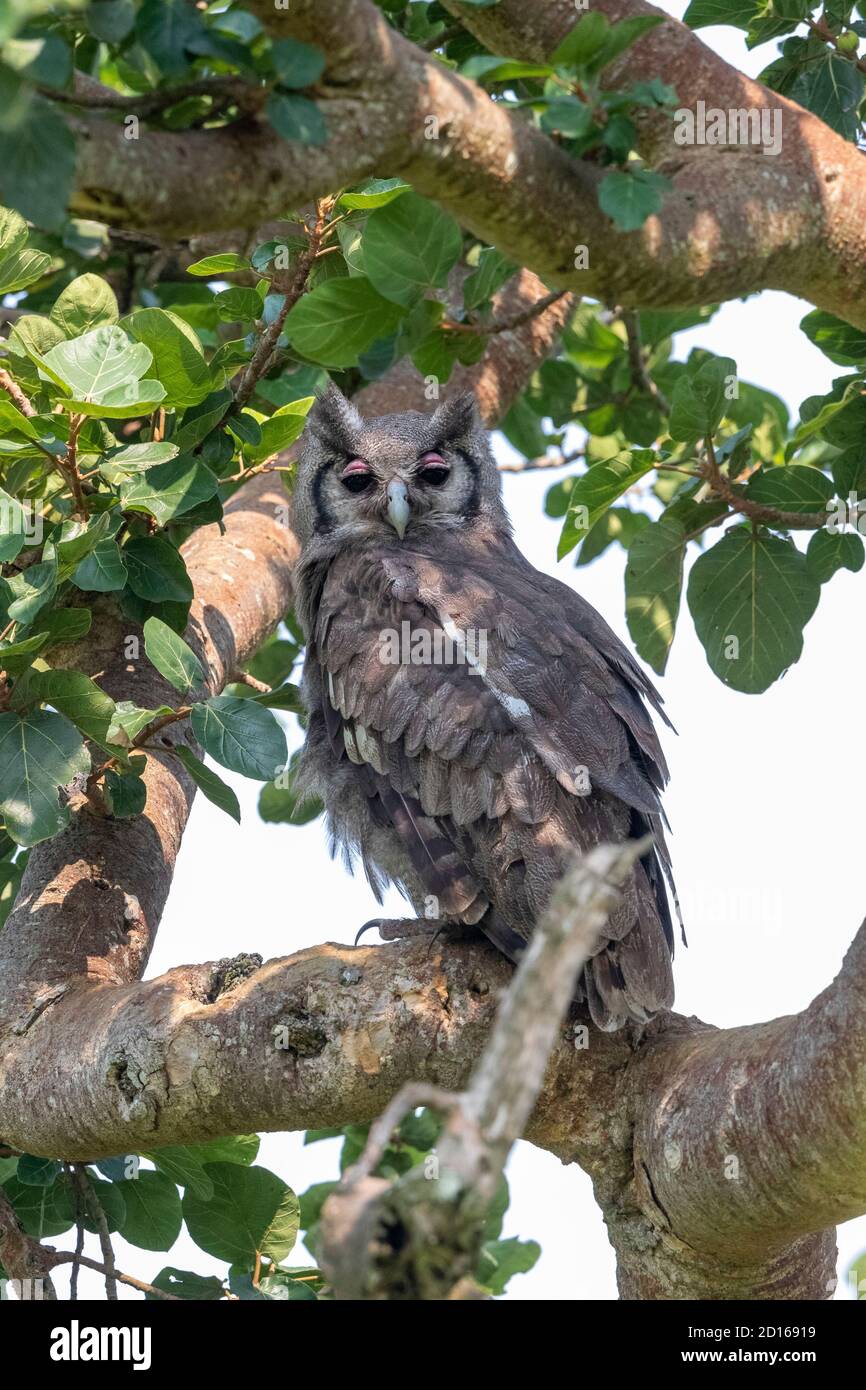 The owl queen hi-res stock photography and images - Alamy
