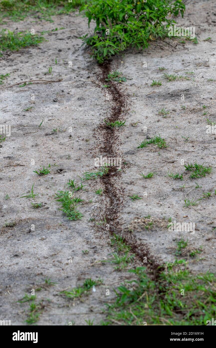 Column of ants hi-res stock photography and images - Alamy