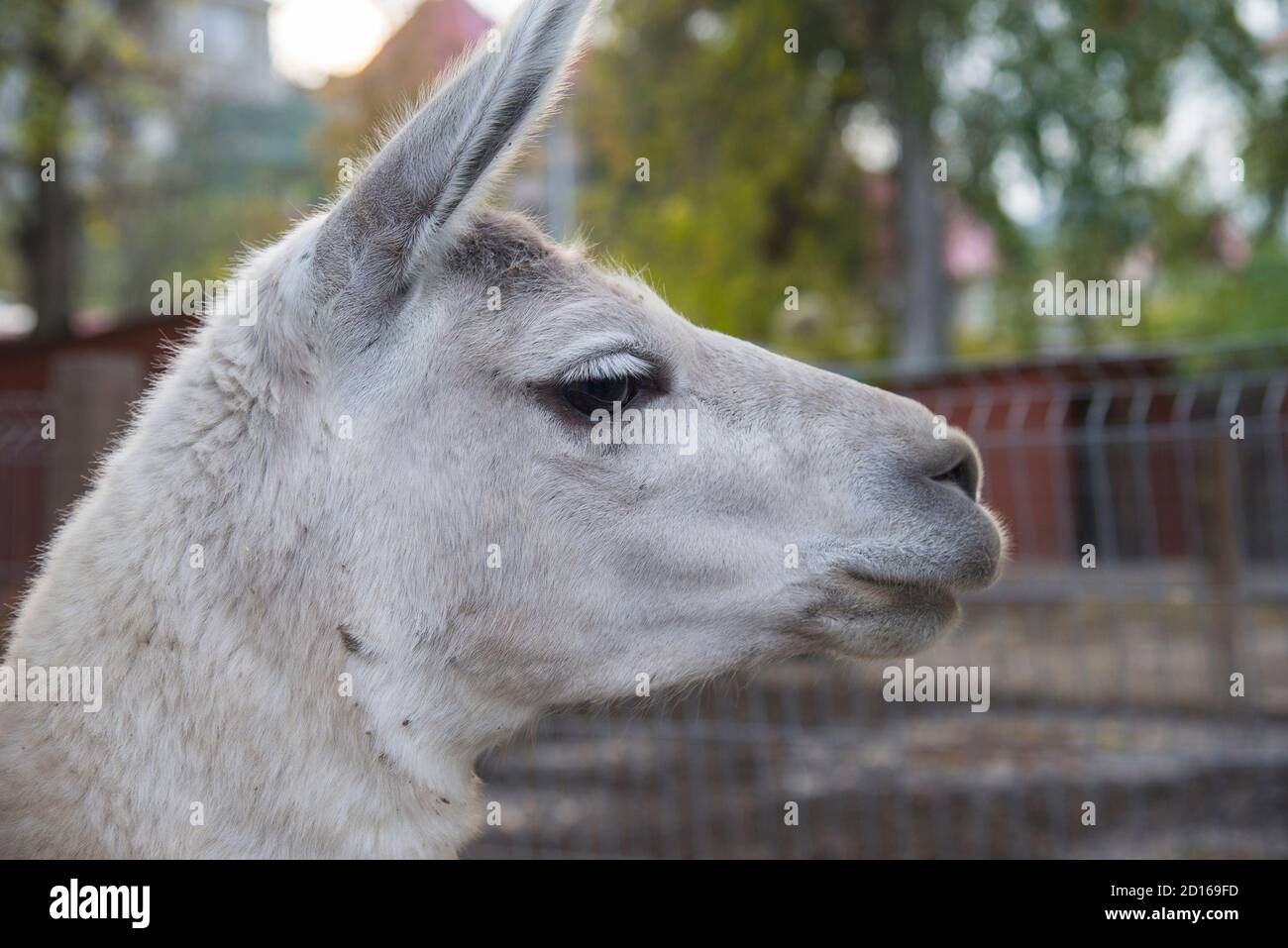 Profile Llama Animal Head High Resolution Stock Photography and Images ...