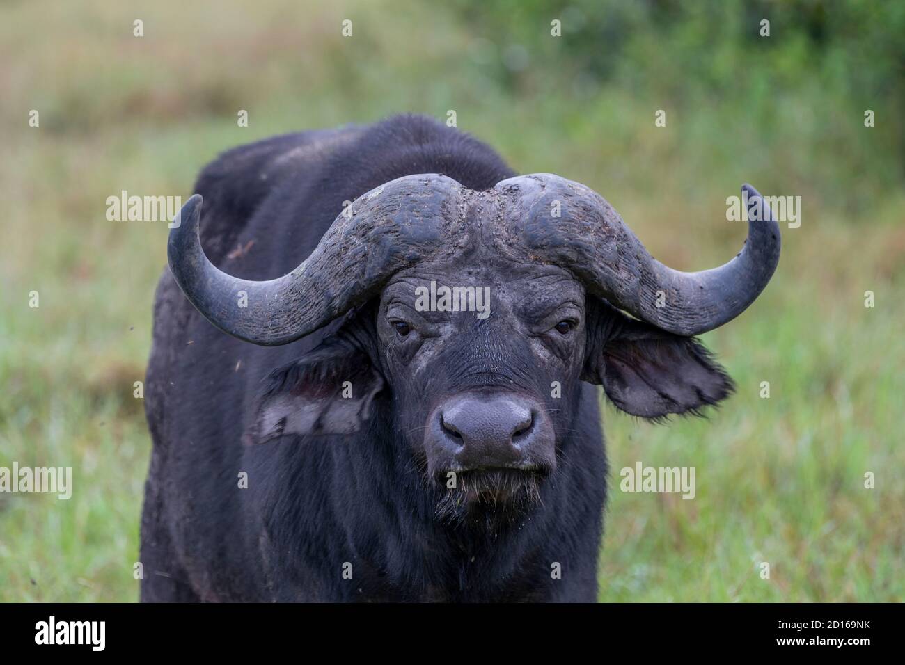 Uganda, Lake Mburo National Park, African buffalo (Syncerus caffer ...