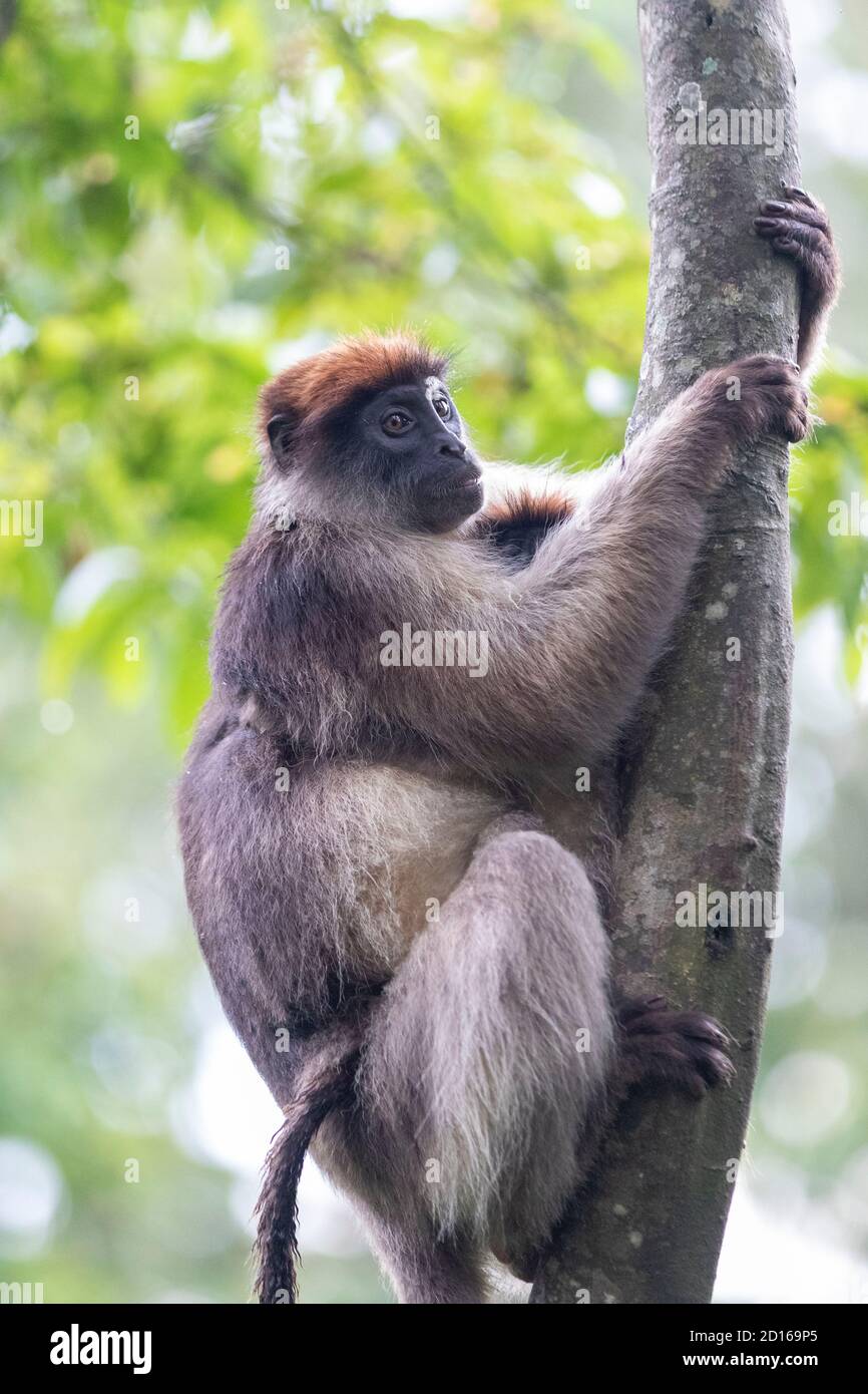 Uganda, Kibale National Park, White-cheeked Mangabey (Lophocebus ...