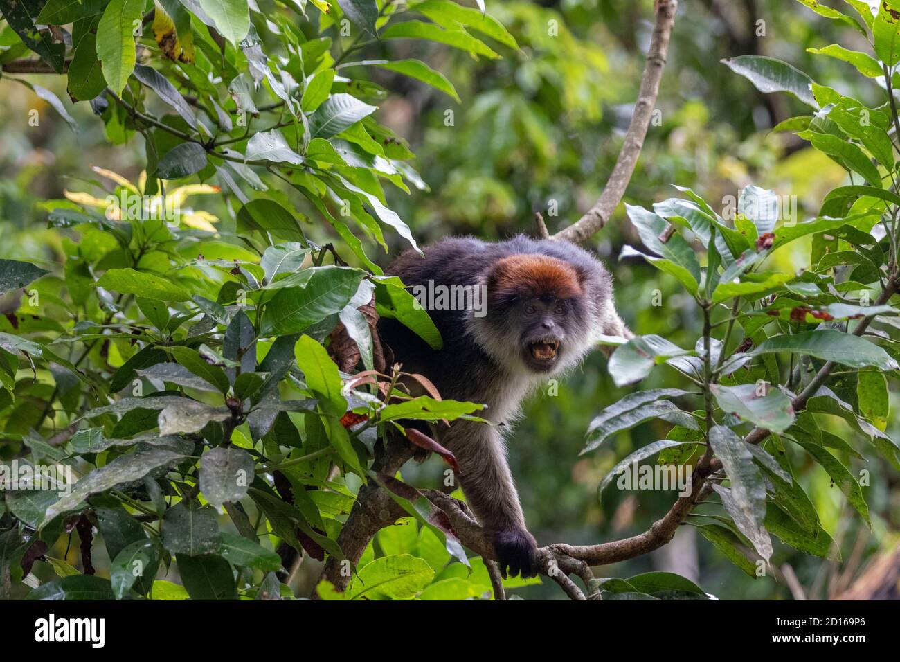 White cheeked mangabey hi-res stock photography and images - Alamy