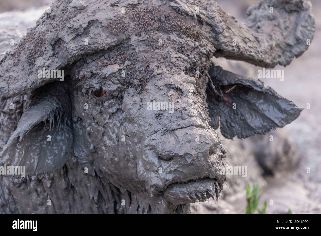 Uganda, Lake Mburo National Park, African buffalo (Syncerus caffer ...