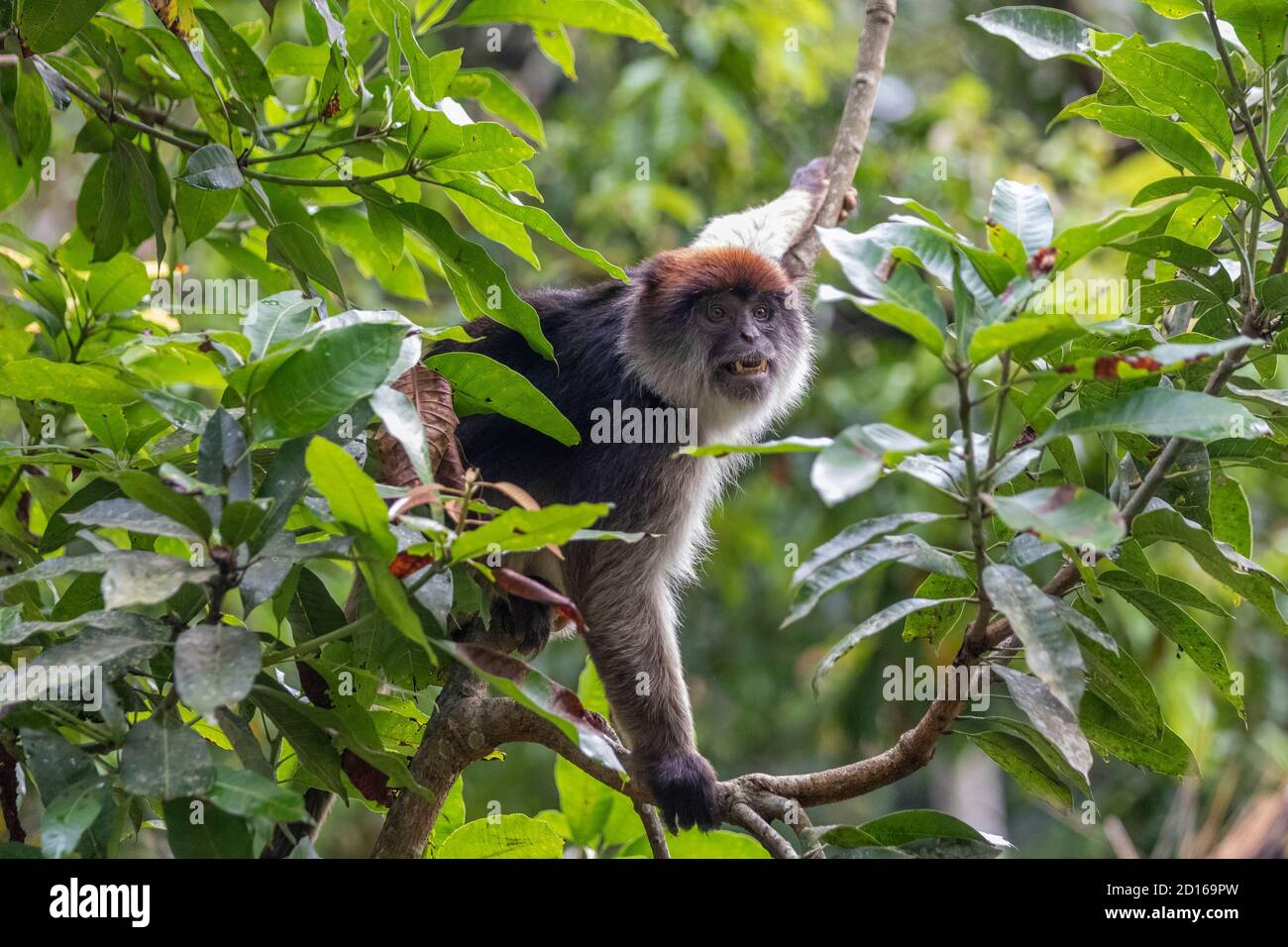 Uganda, Kibale National Park, White-cheeked Mangabey (Lophocebus ...