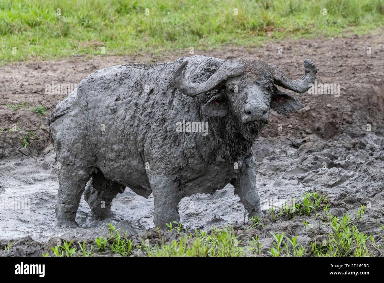 Uganda, Lake Mburo National Park, African buffalo (Syncerus caffer ...