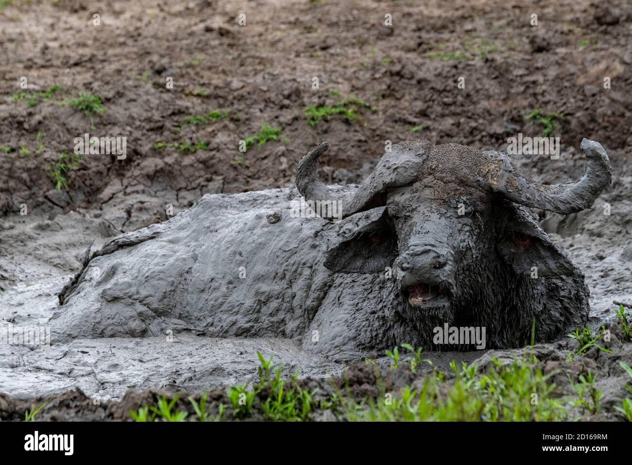 Uganda, Lake Mburo National Park, African buffalo (Syncerus caffer ...