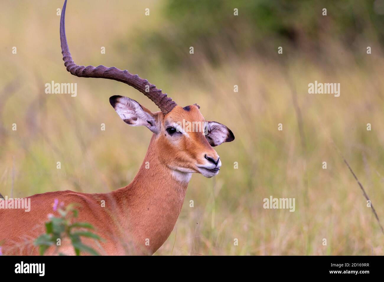 Uganda, Lake Mburo National Park, Impala (Aepyceros melampus), adult ...