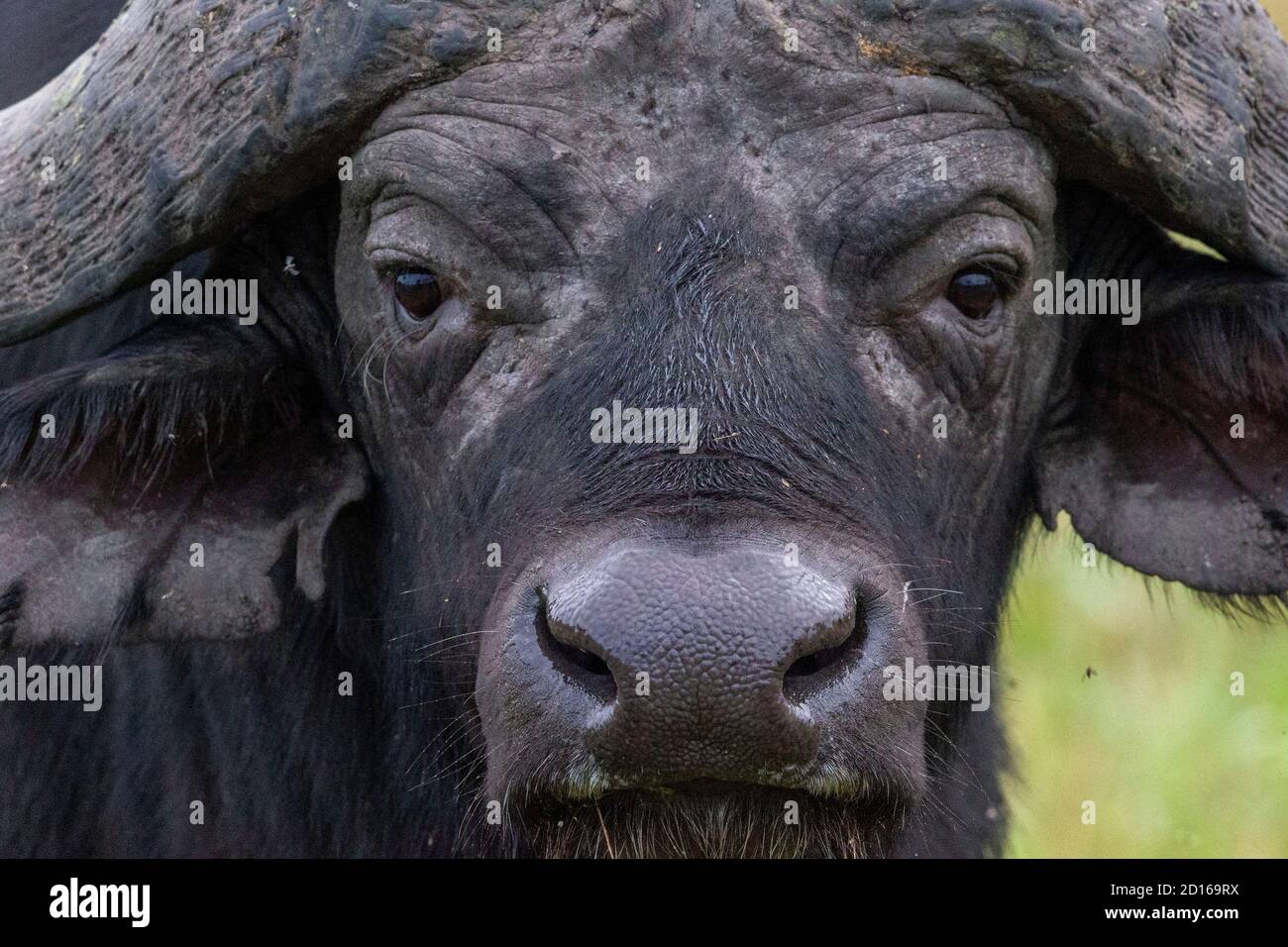 Uganda, Lake Mburo National Park, African buffalo (Syncerus caffer ...