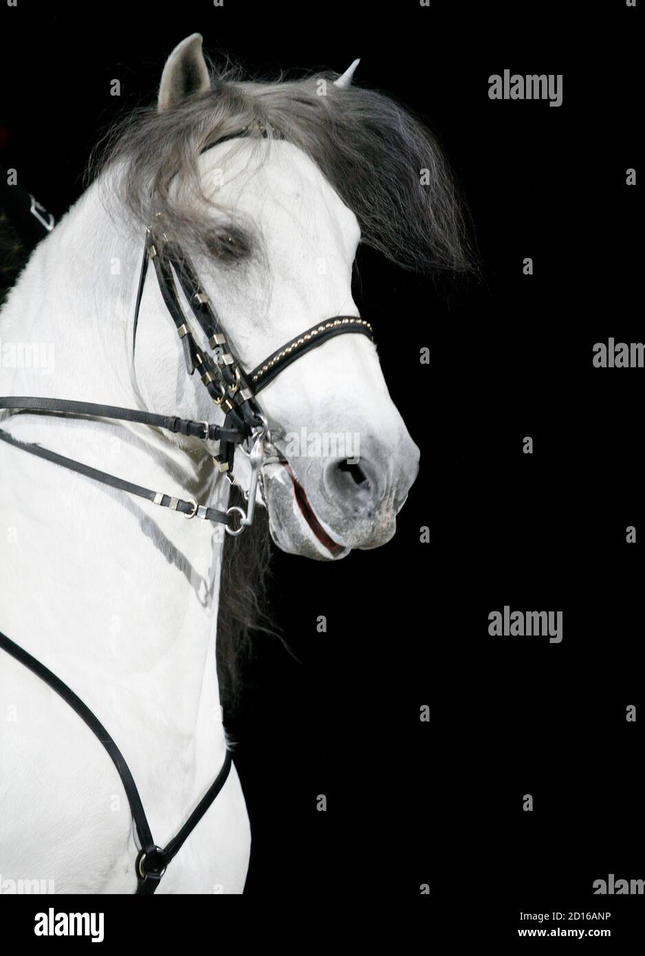 Andalusian breed hi-res stock photography and images - Alamy