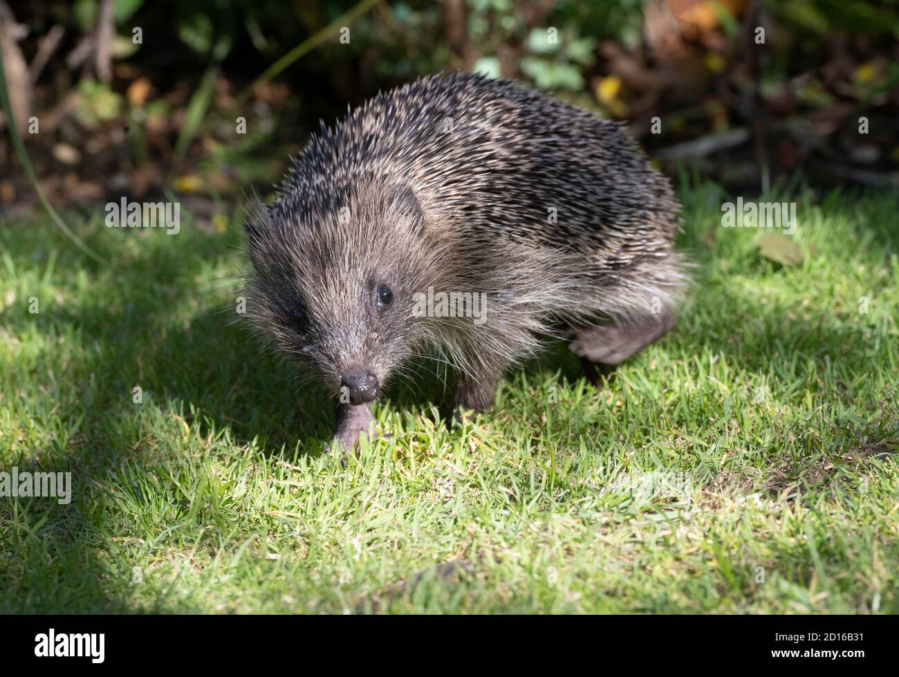 Wild European Hedgehog - Erinaceus europaeus - in Southern England ...