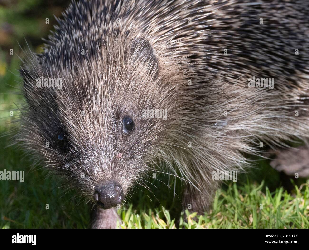Wild European Hedgehog - Erinaceus europaeus - in Southern England ...