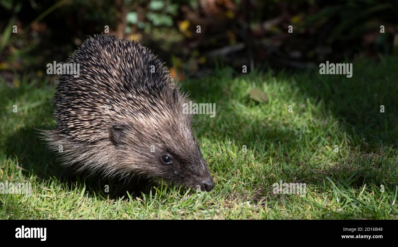 Wild European Hedgehog - Erinaceus europaeus - in Southern England ...