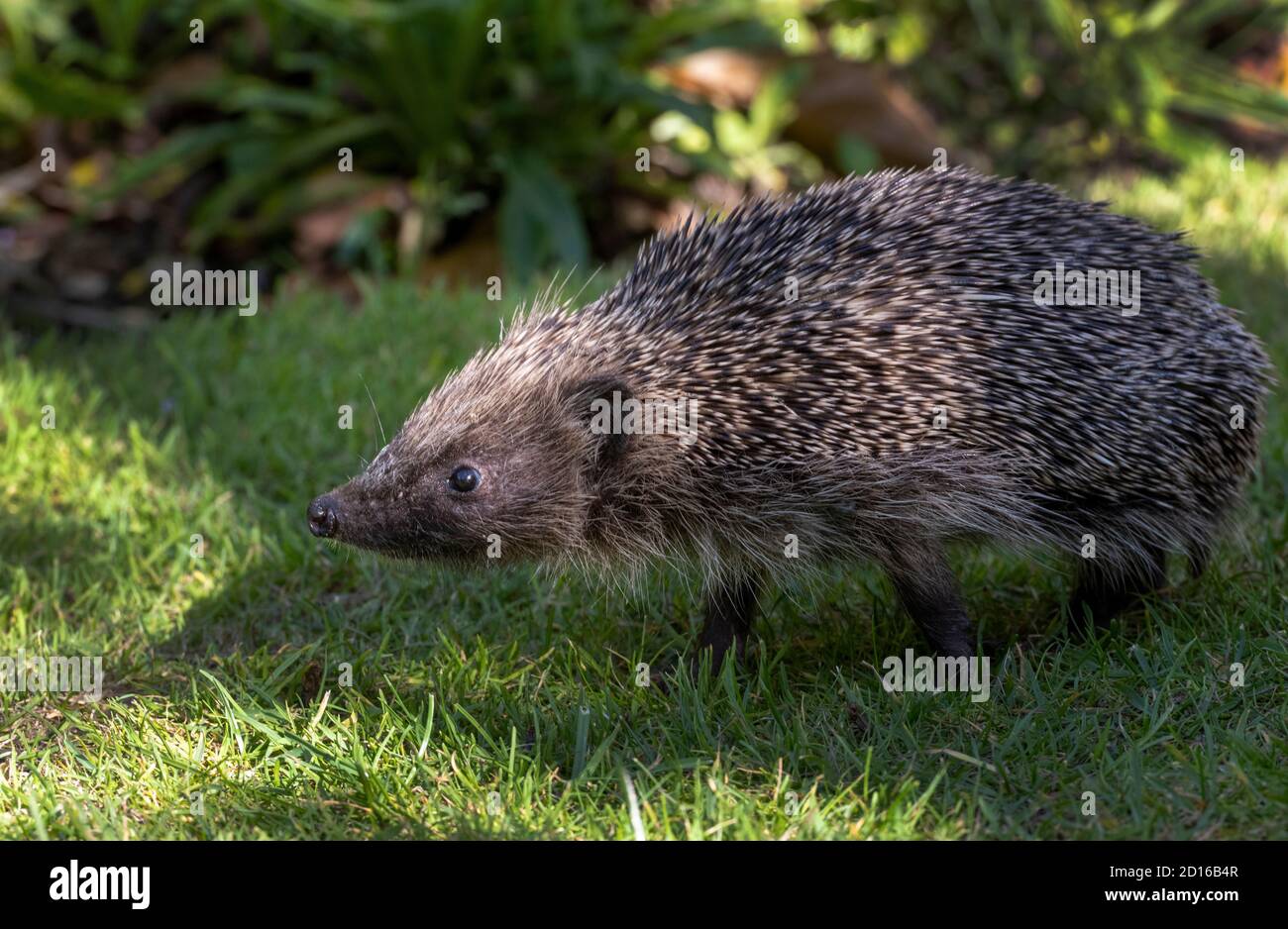 Wild European Hedgehog - Erinaceus europaeus - in Southern England ...