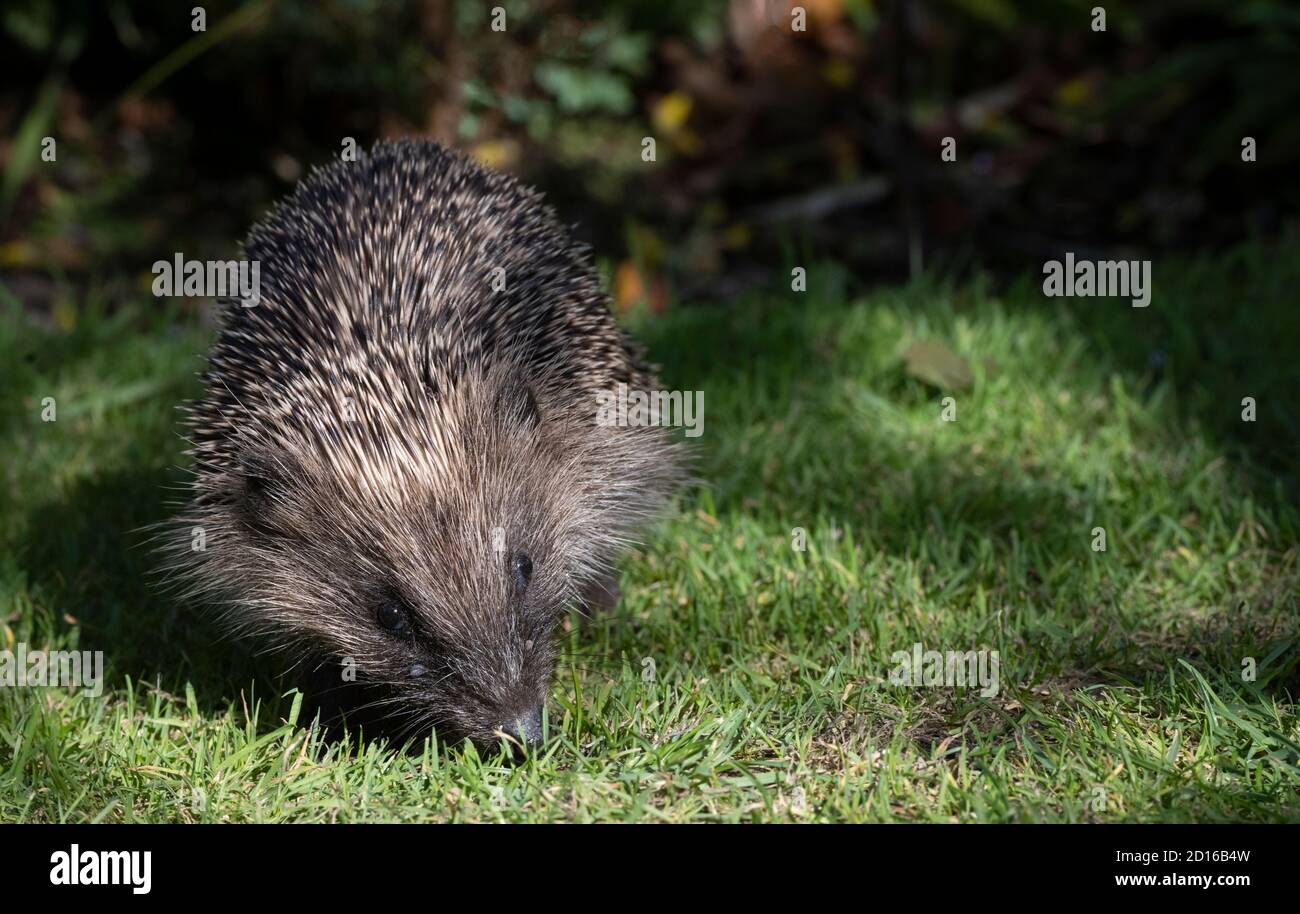 Wild European Hedgehog - Erinaceus europaeus - in Southern England ...