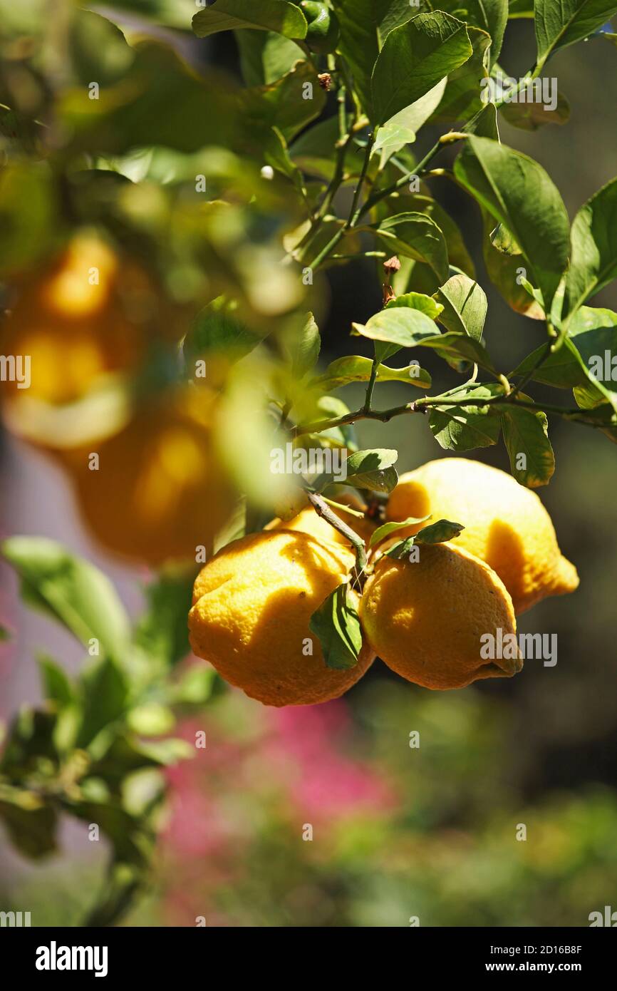 Italy, Sicily, Taormina, lemons hanging from a tree in the hotel garden ...