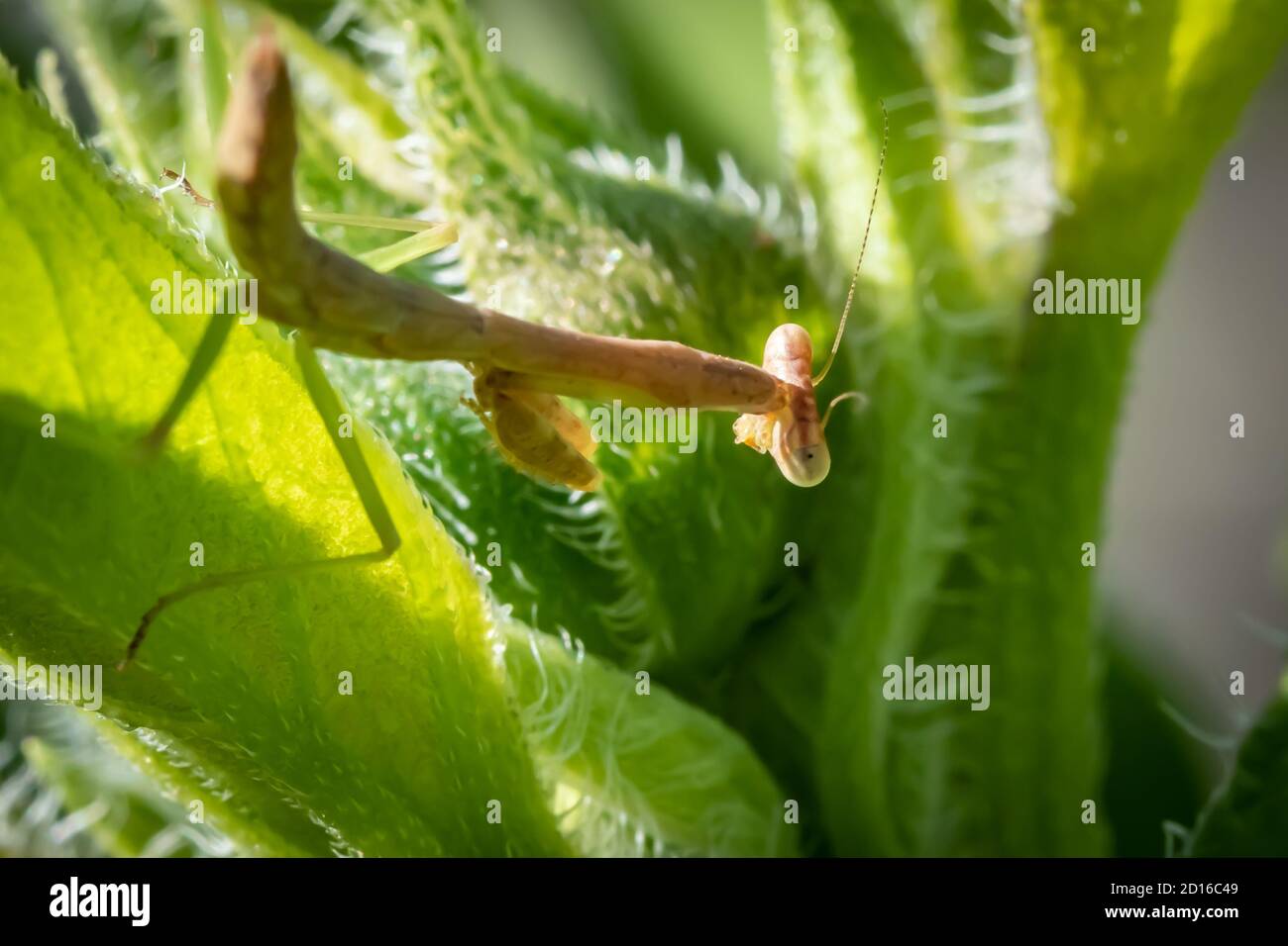 Brown praying mantis (Mantis religiosa) hiding in green foliage Stock ...