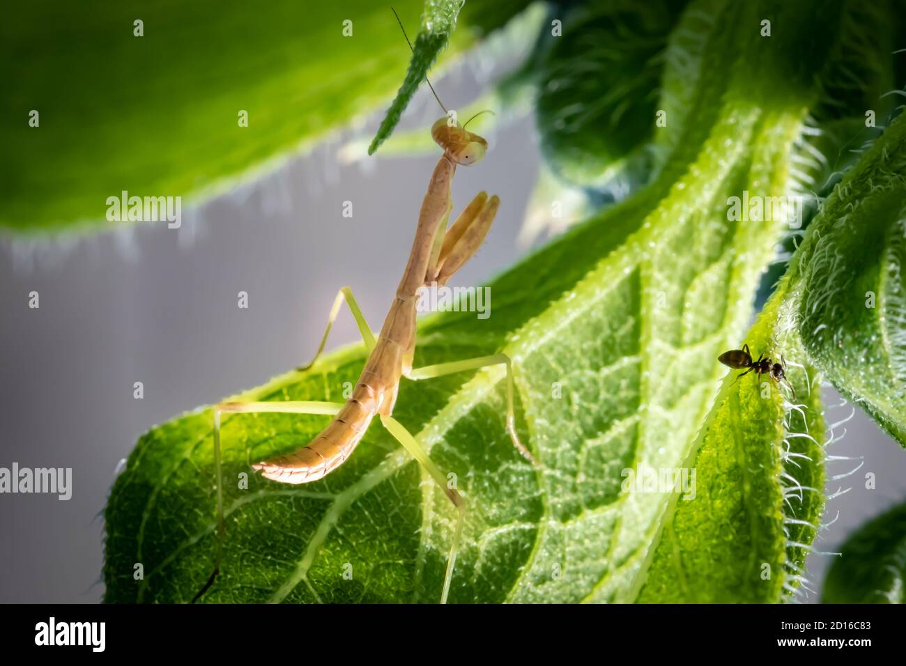 Brown praying mantis (Mantis religiosa) hiding in green foliage Stock ...