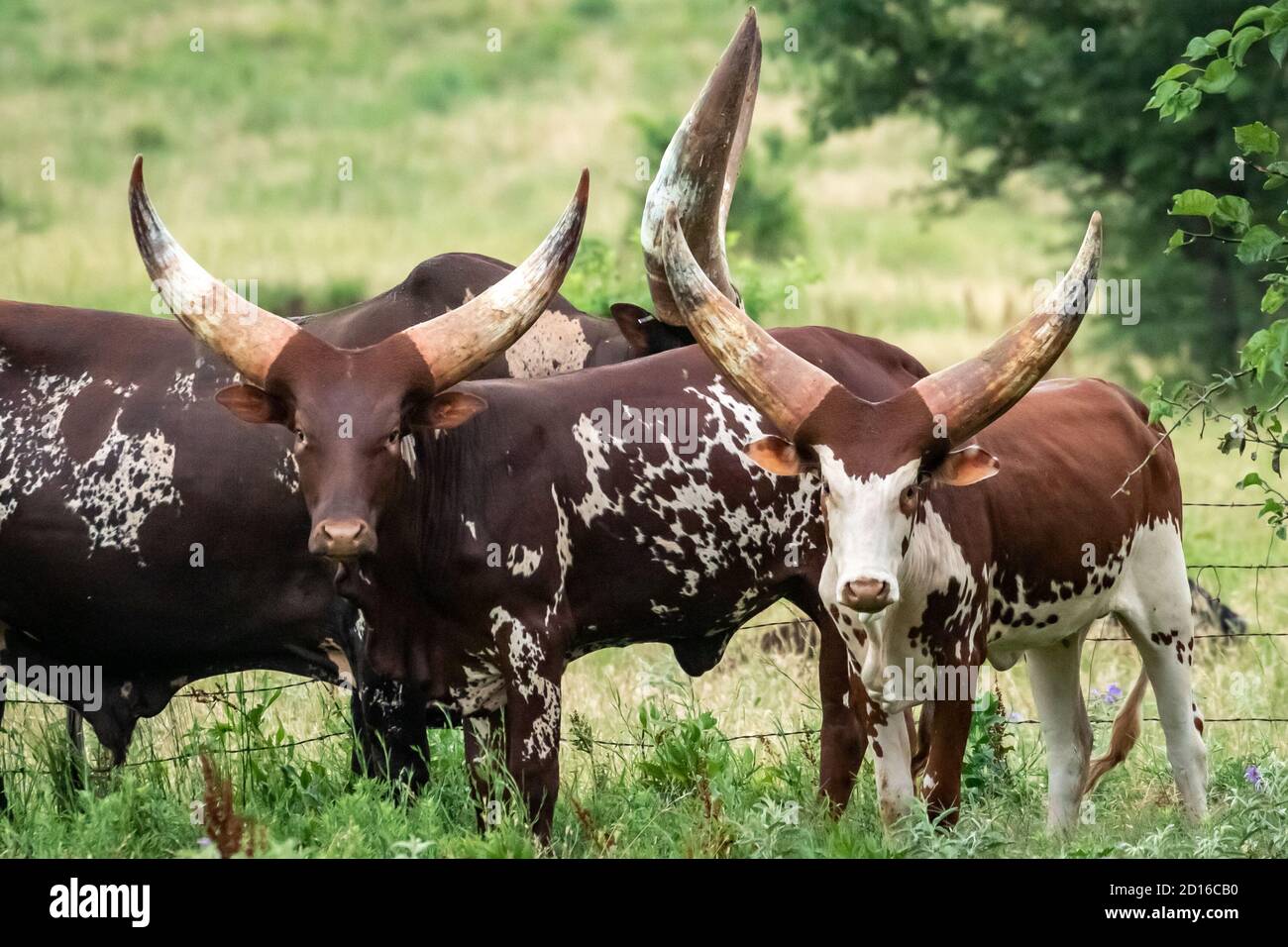 Ankole Watusi