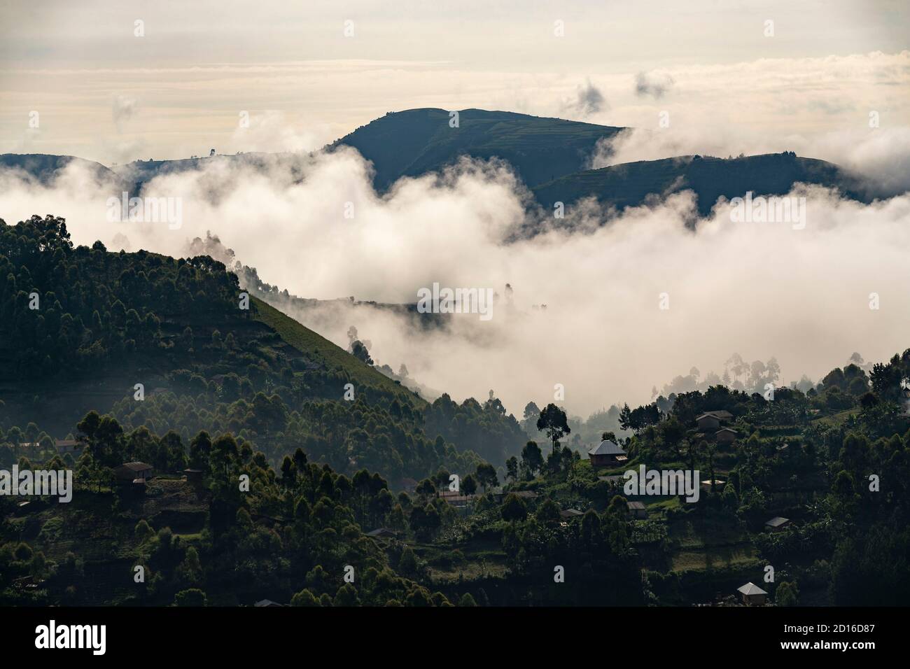 Uganda, Central African Hills, The rainforest of the Bwindi ...