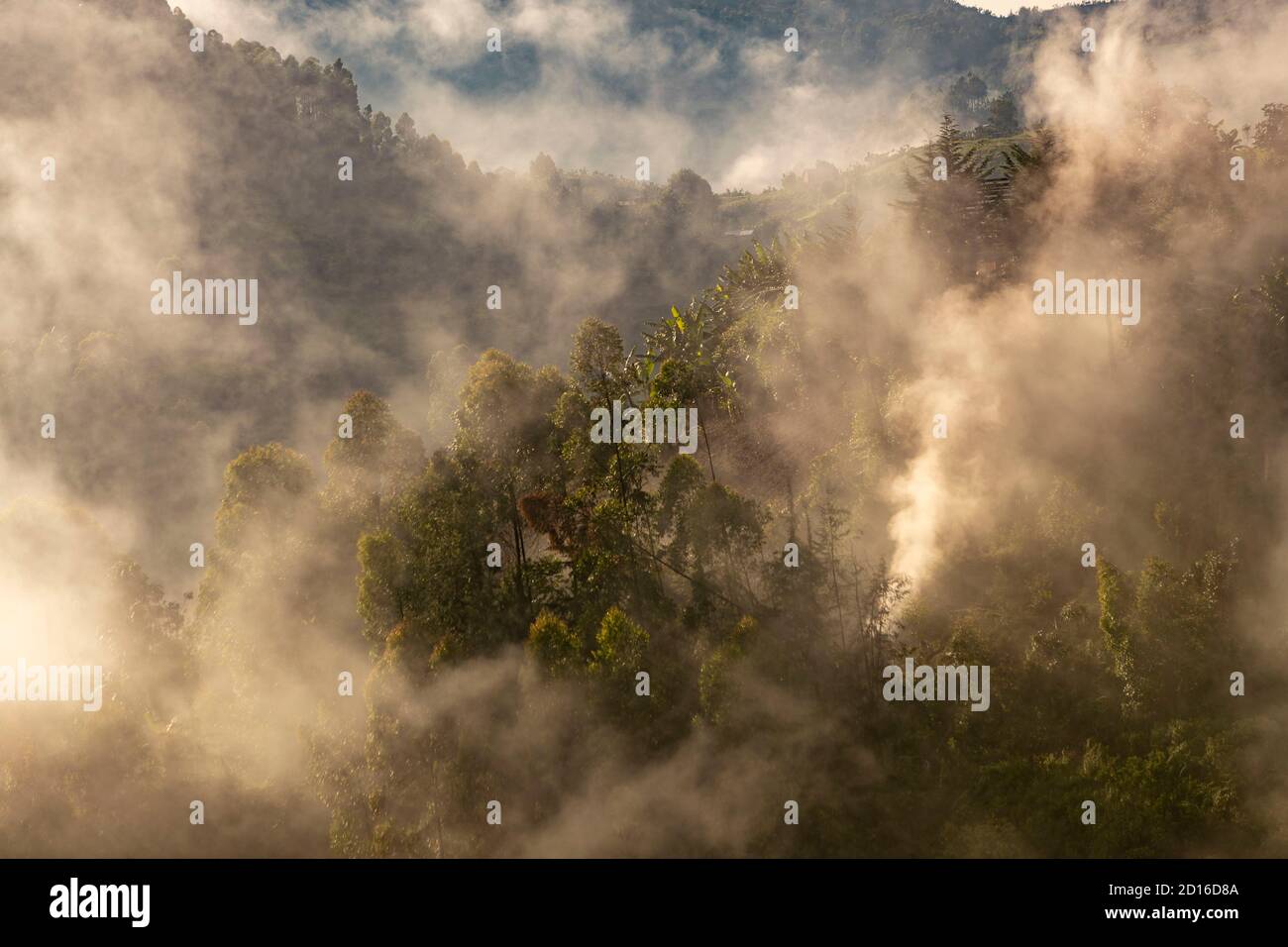 Uganda, Central African Hills, The rainforest of the Bwindi ...