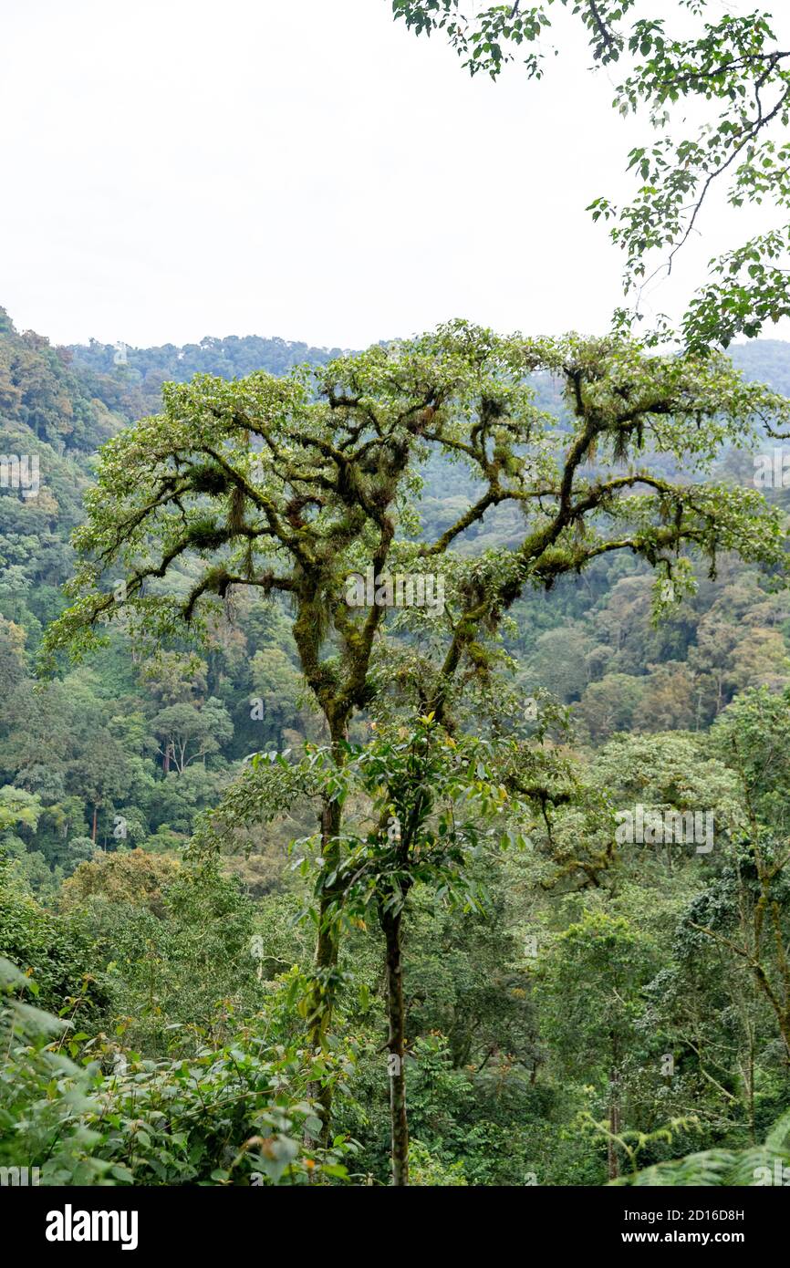 Uganda, Central African Hills, Kanungu District, The rainforest of the ...