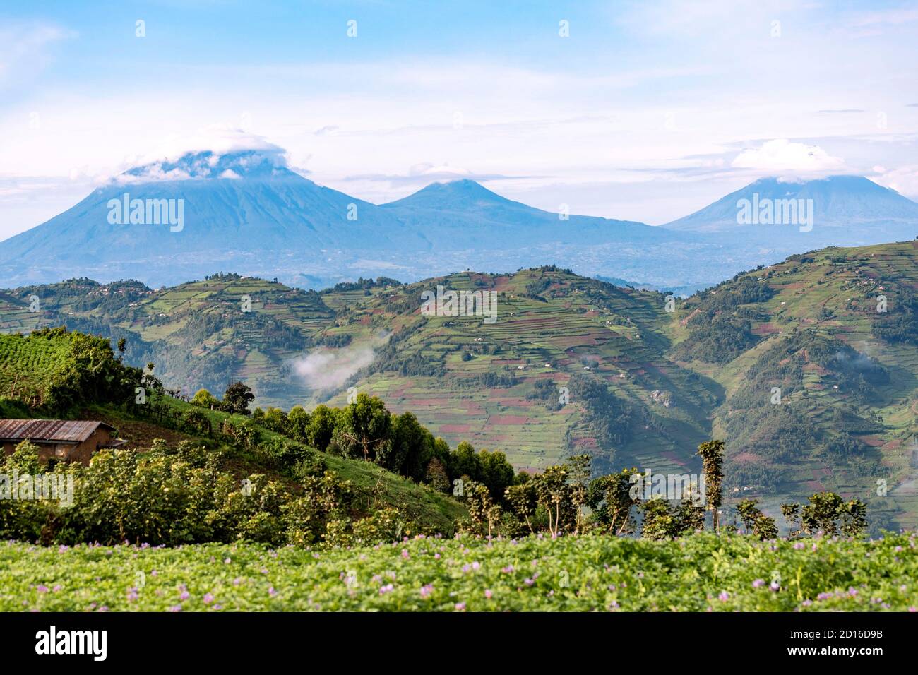 Uganda, Hills of Central Africa, Virunga Volcanoes in the background ...