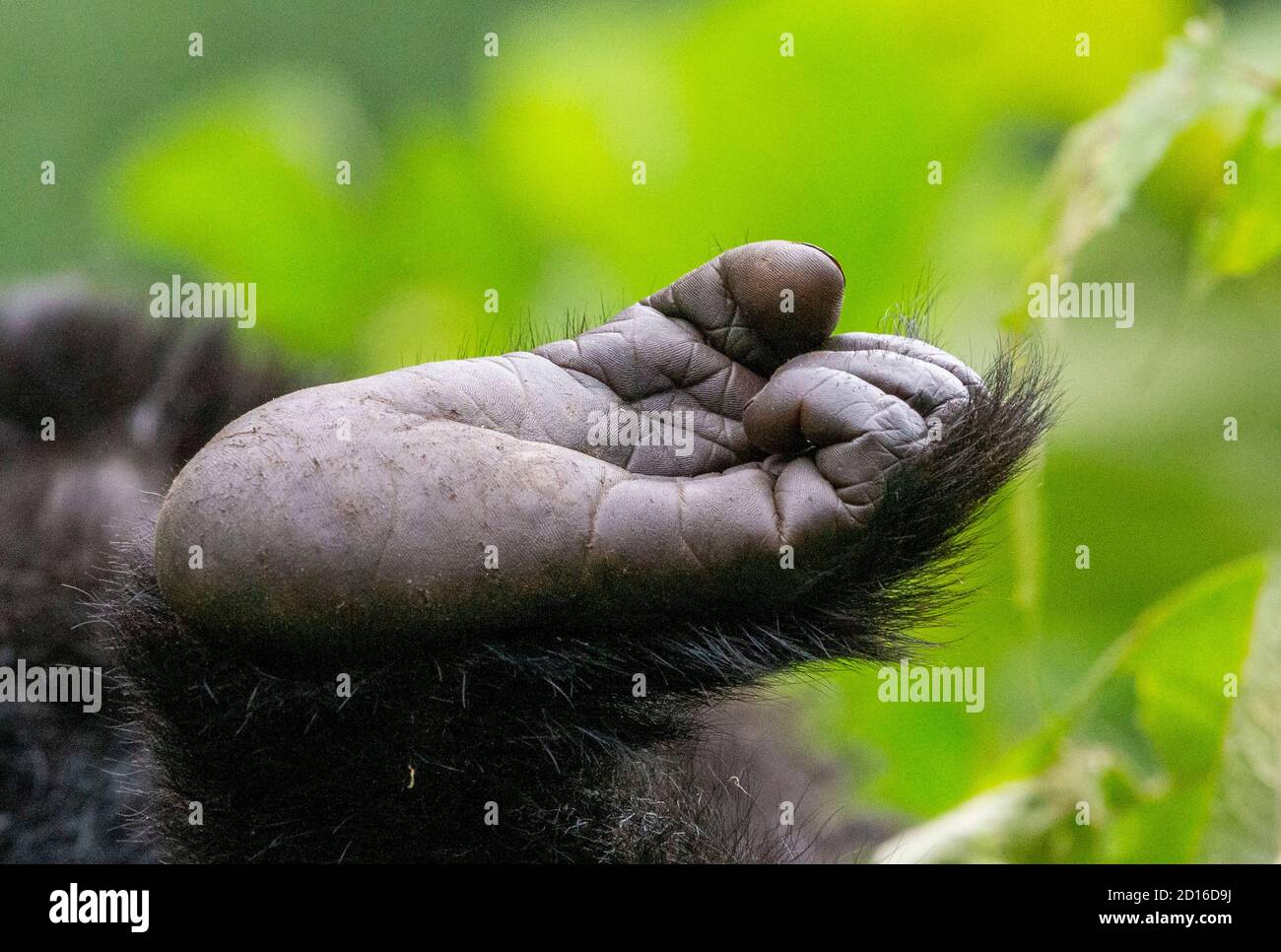 Uganda, Central African Hills, Kanungu District, The rainforest of the ...