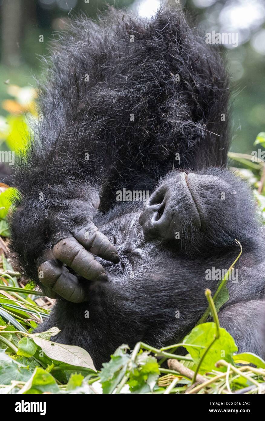 Uganda, Central African Hills, Kanungu District, The rainforest of the ...