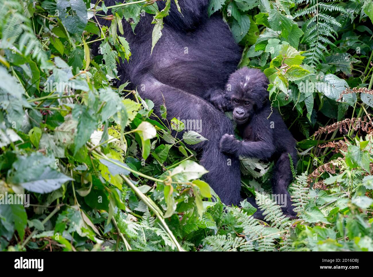 Uganda, Central African Hills, Kanungu District, The rainforest of the ...