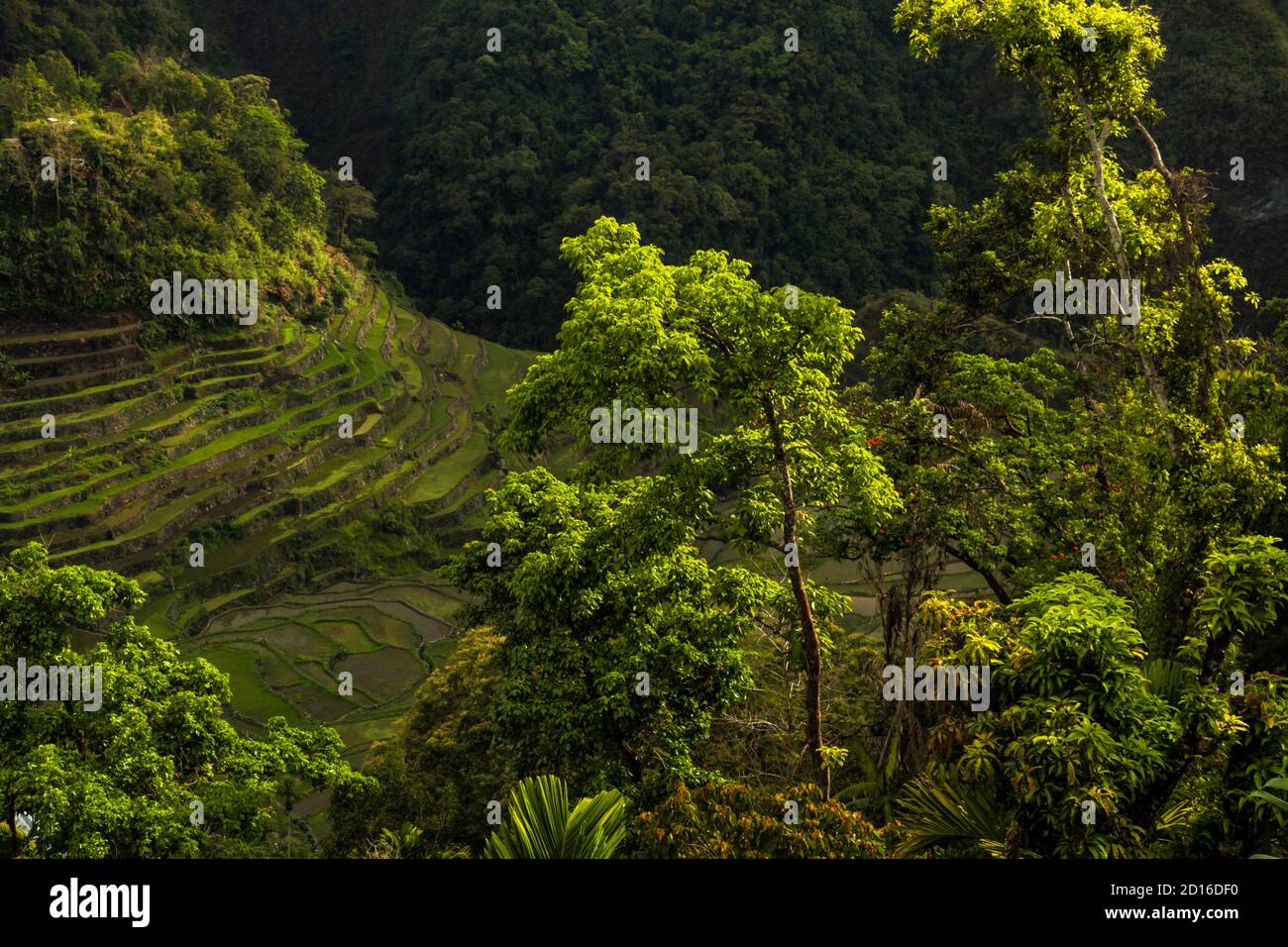 images of Batad and Banaue rice terraces in the Philippines Stock Photo ...