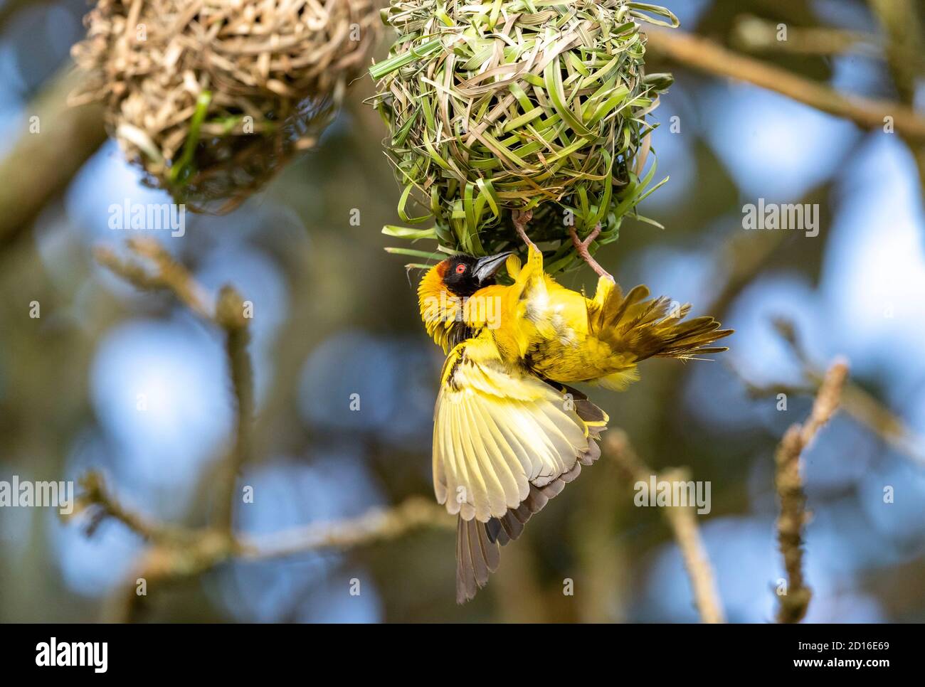Uganda, Mabamba swamp, Village Weaver (Ploceus cucullatus), build a ...