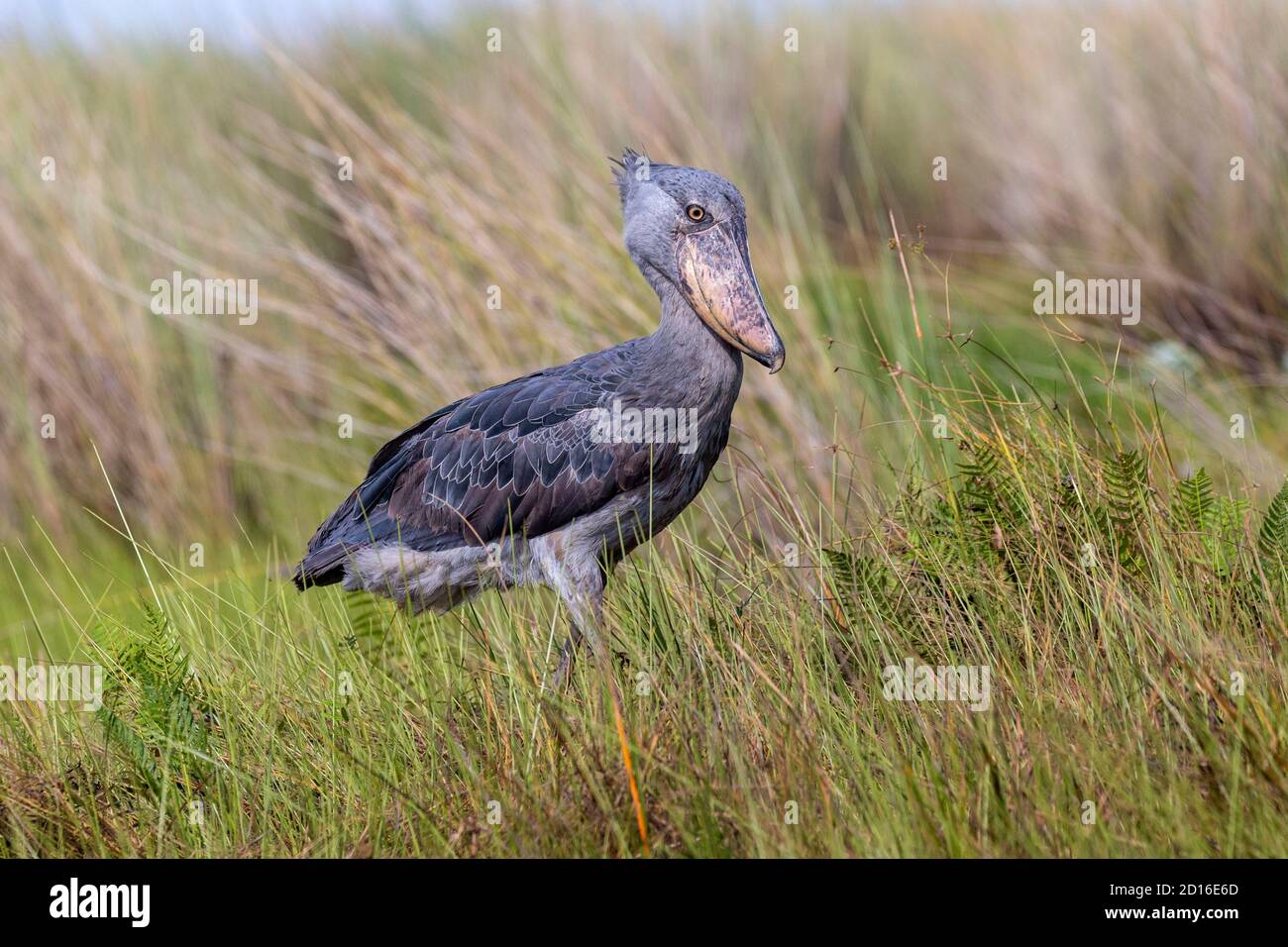 Uganda, Mabamba swamp, Shoebill (Balaeniceps rex), hunting for ...