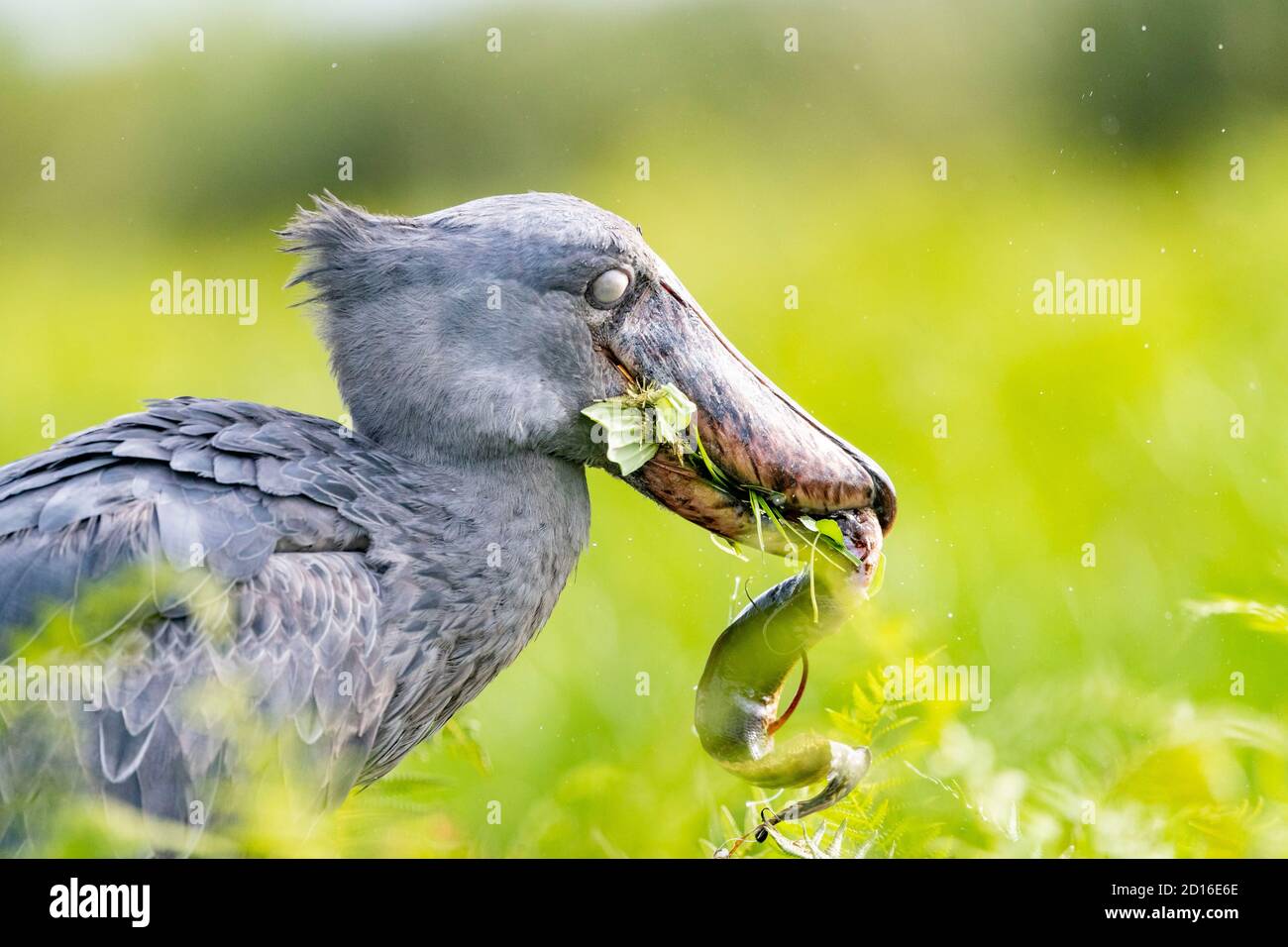 Uganda, Mabamba swamp, Shoebill (Balaeniceps rex), hunting for ...