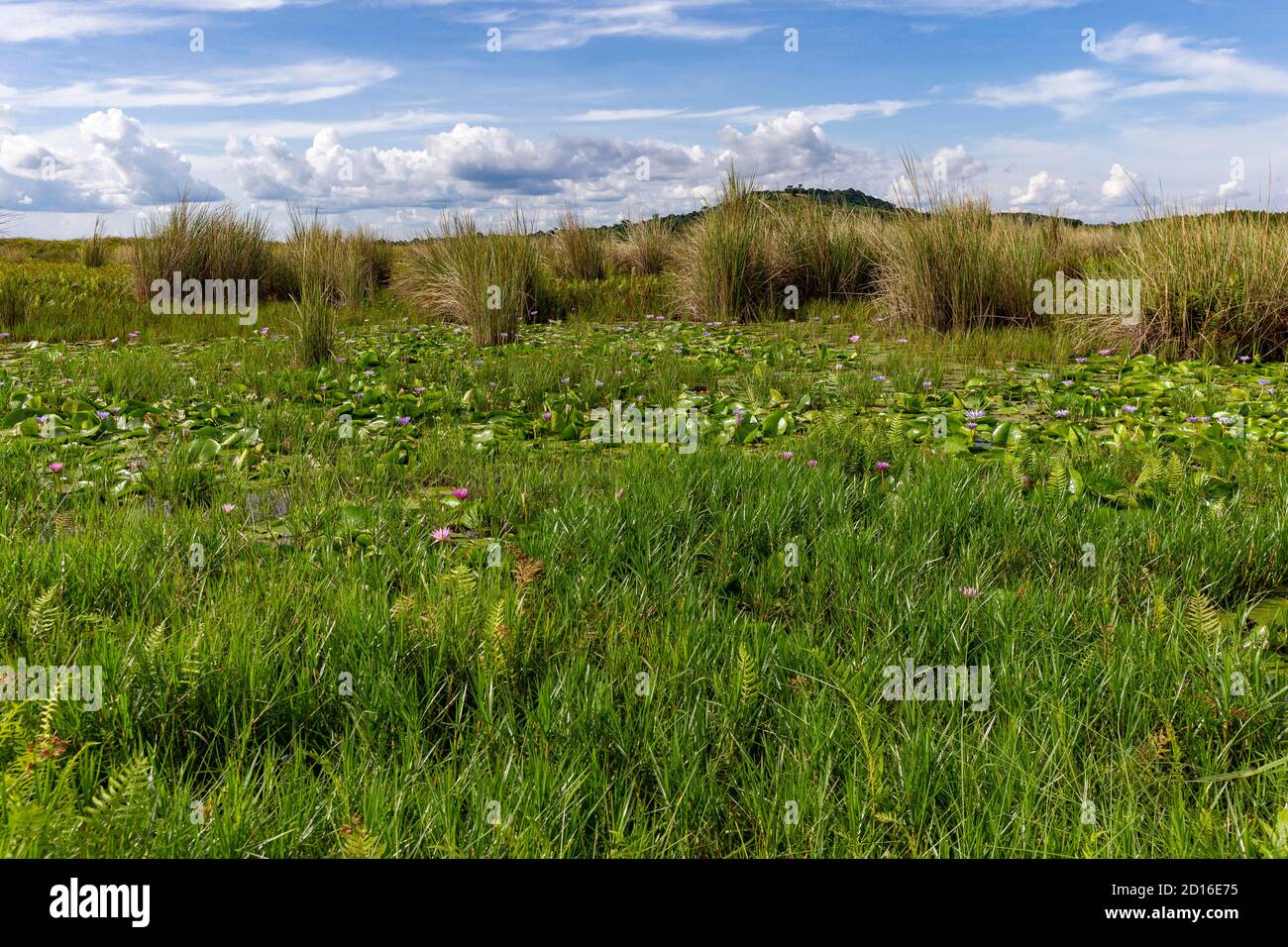 Uganda, Mabamba swamp, aquatic vegetation Stock Photo - Alamy