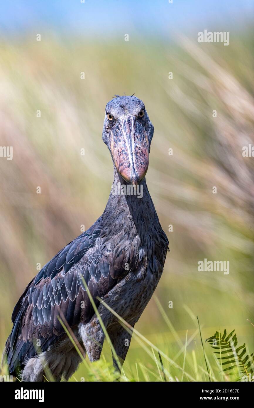 Uganda, Mabamba swamp, Shoebill (Balaeniceps rex), hunting for ...
